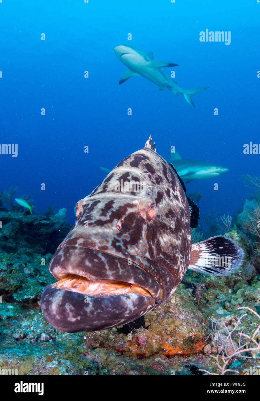 Tiger grouper hi-res stock photography and images - Alamy