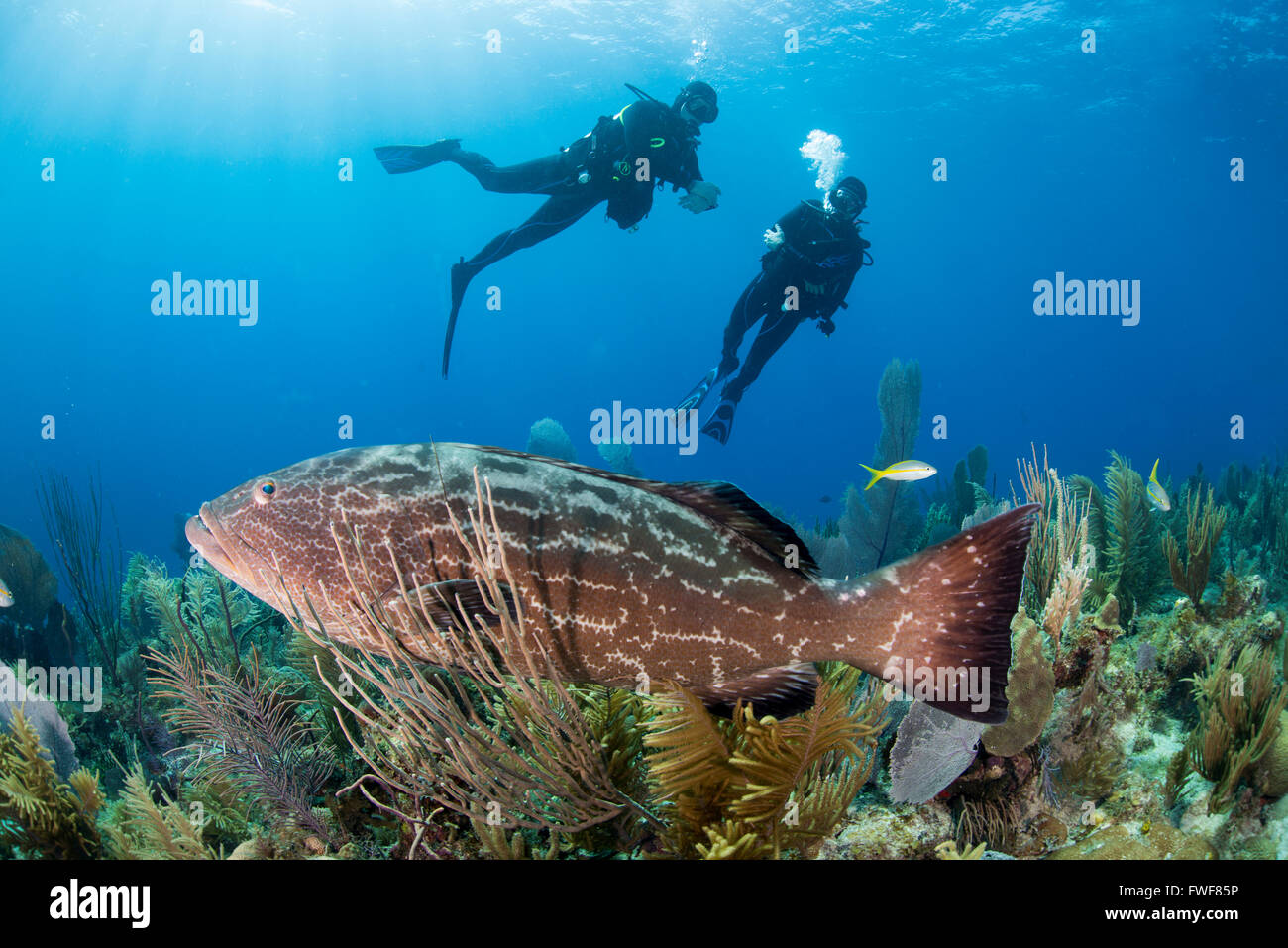 Tiger grouper and divers, Mycteroperca tigris, Jardines de la Reina ...