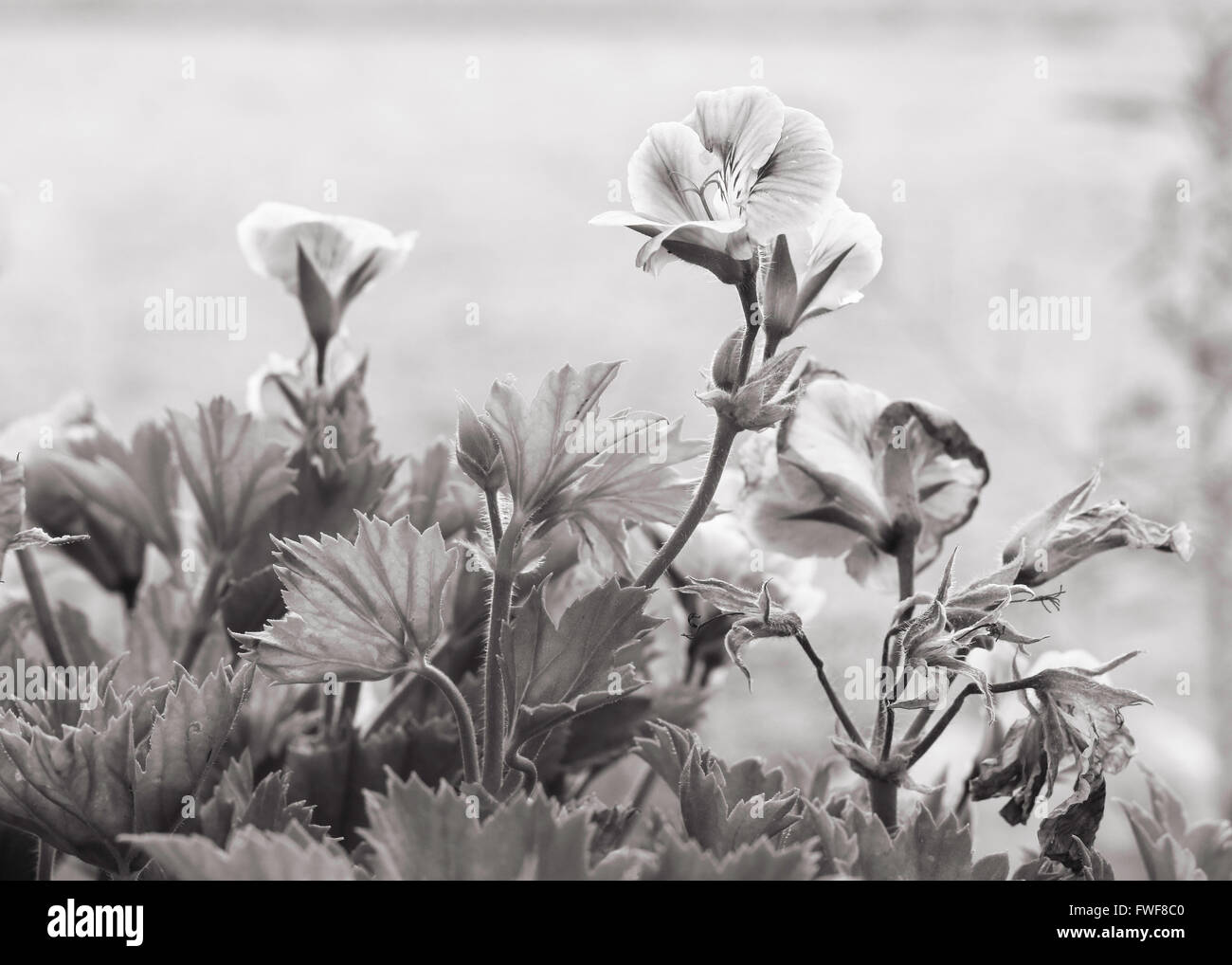 Black Geranium High Resolution Stock Photography and Images - Alamy