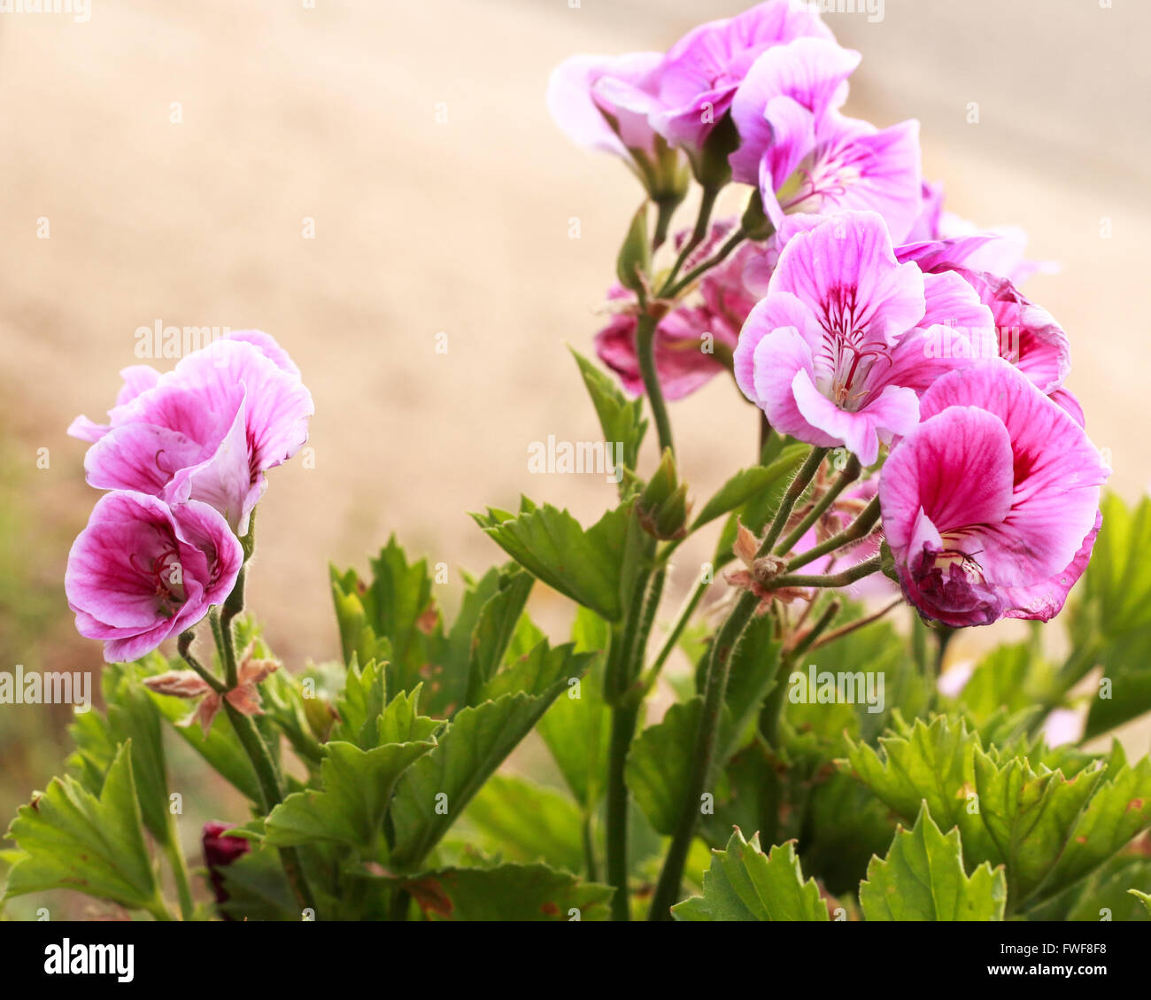 Purple Geranium Stock Photo - Alamy