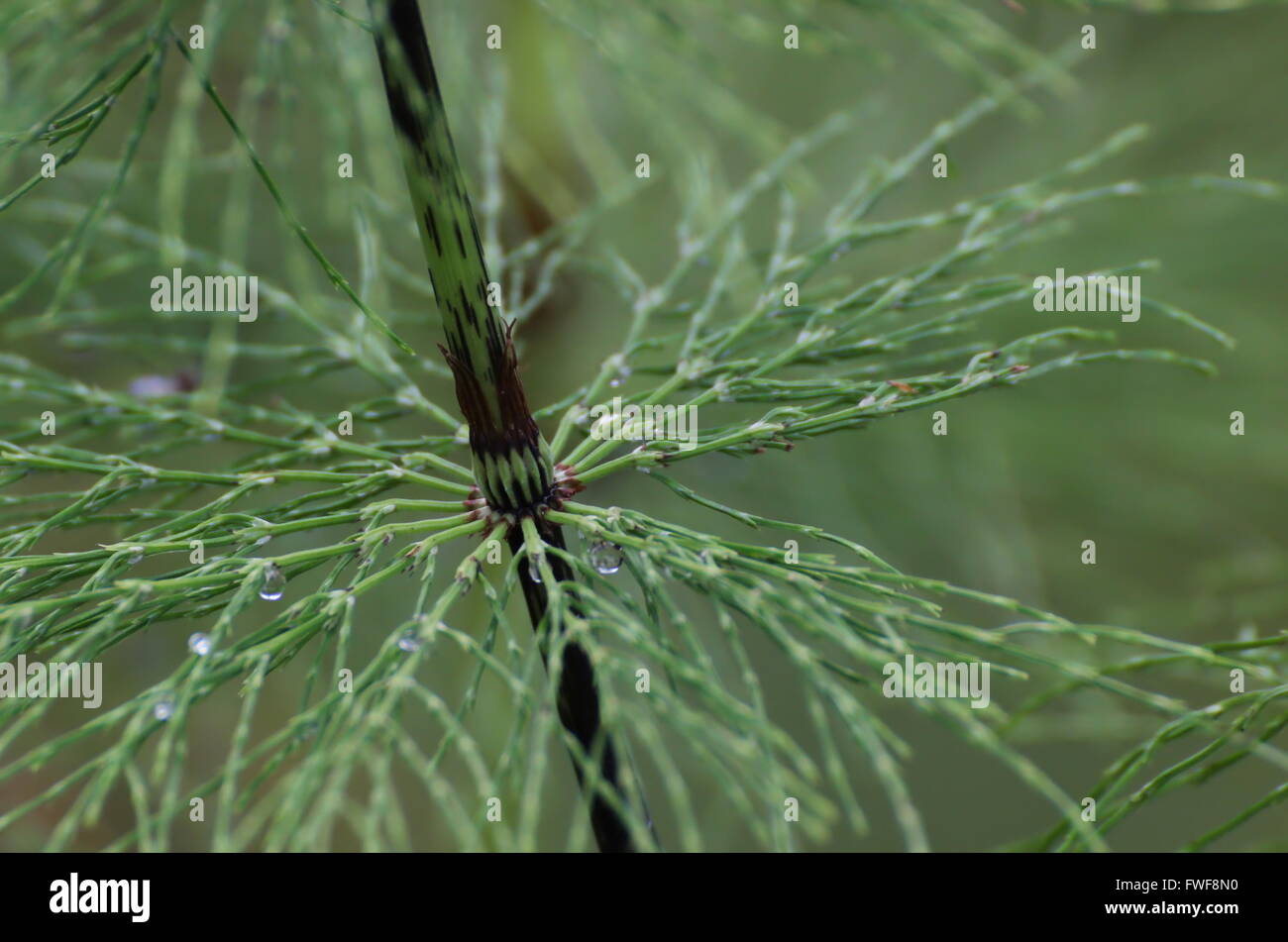 Leaf node of a wood horsetail (Equisetum sylvaticum) in Sweden Stock ...