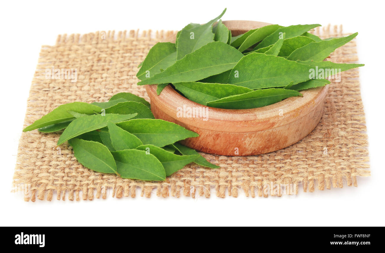 Green leaves jute plant hi-res stock photography and images - Alamy