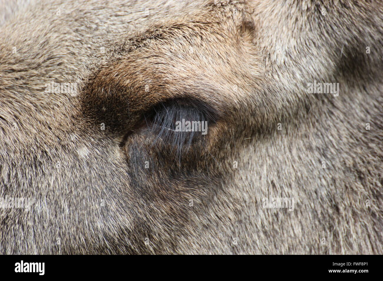 Closa up of a moose eye Stock Photo - Alamy