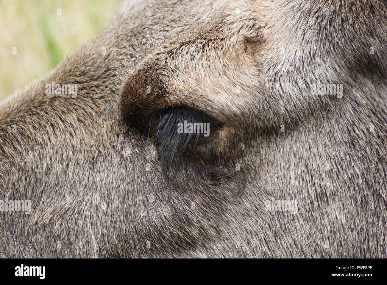 Closa up of a moose eye Stock Photo - Alamy