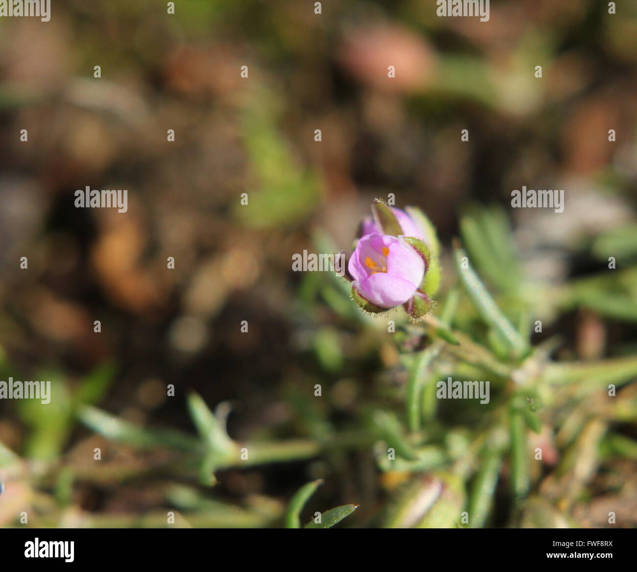 Red sandspurry (Spergularia rubra) in Sweden Stock Photo - Alamy
