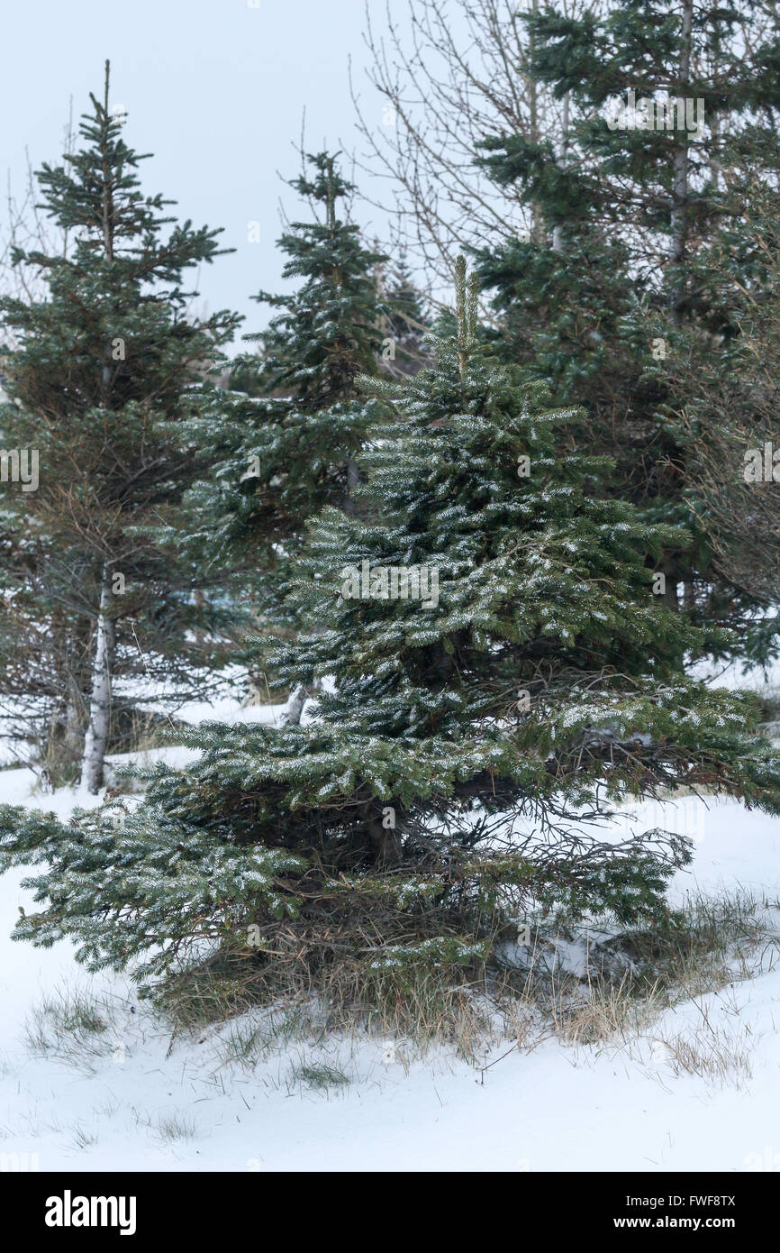Evergreens in witner Stock Photo - Alamy