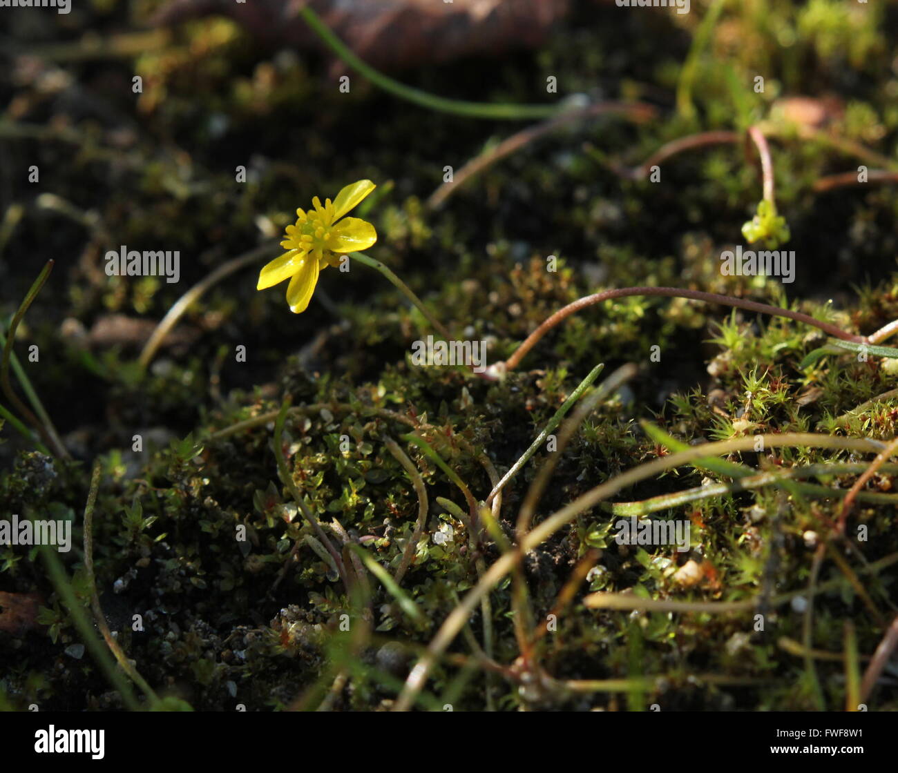 Bog Marshcress (Rorippa palustris) at a beach in Sweden Stock Photo - Alamy