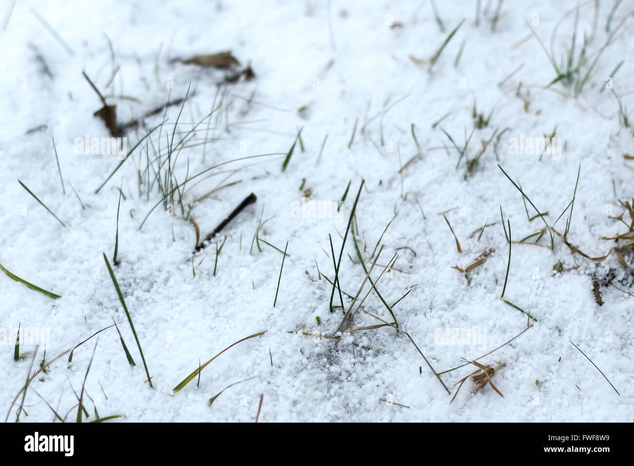Grass and Snow Stock Photo - Alamy