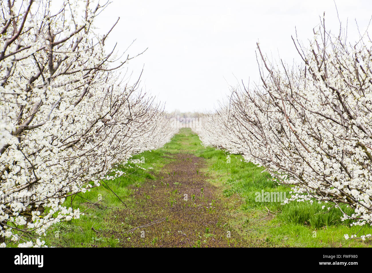 Flowering plum garden Stock Photo - Alamy