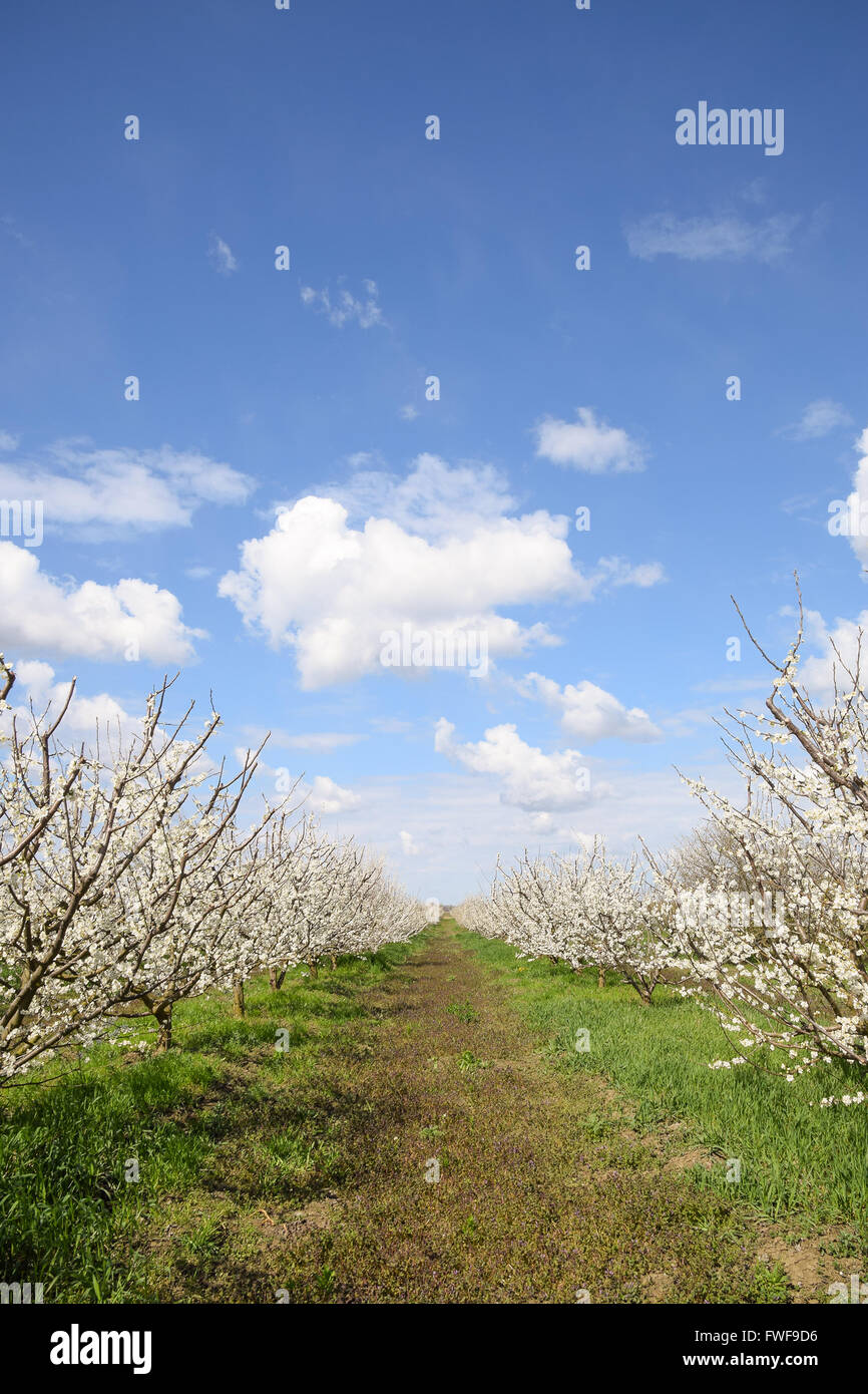 Flowering plum garden Stock Photo - Alamy