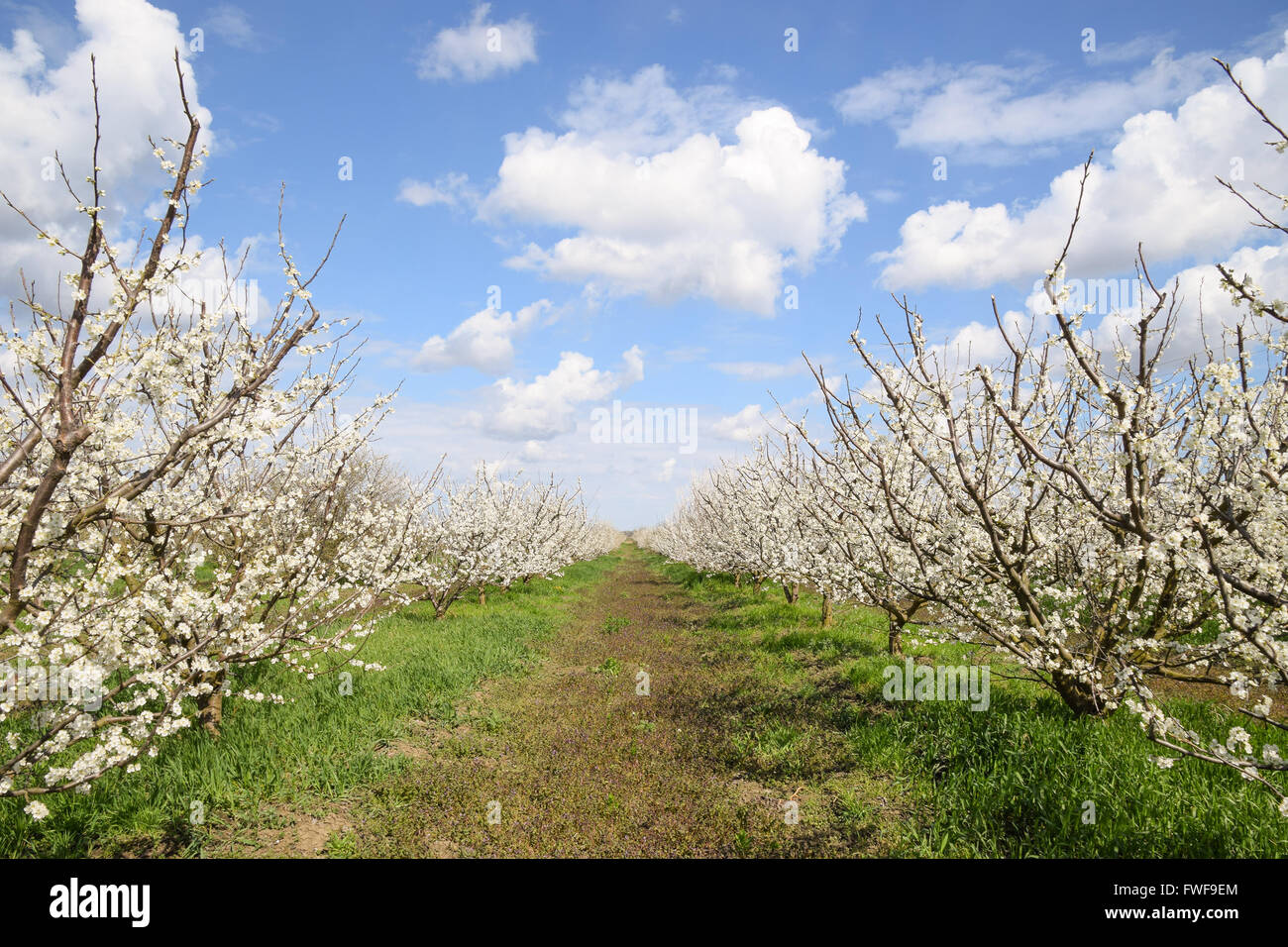Flowering plum garden Stock Photo - Alamy