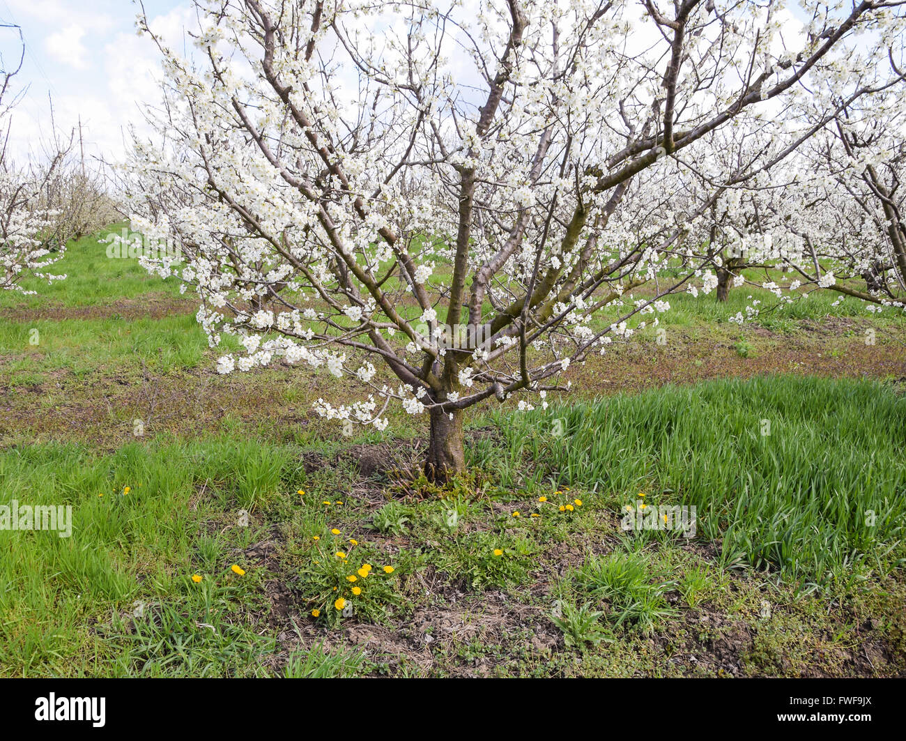 Flowering plum garden Stock Photo - Alamy