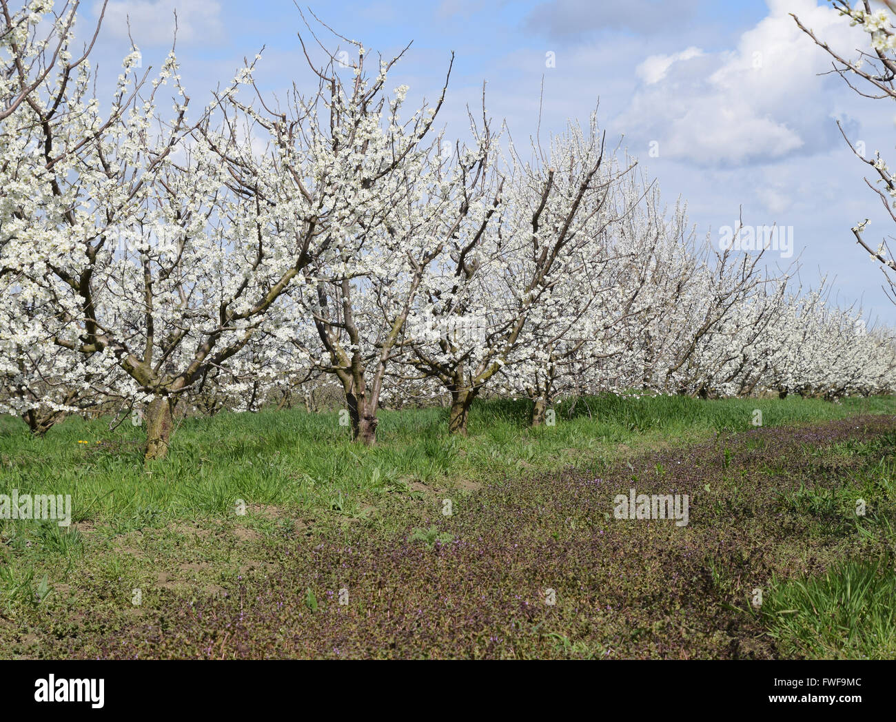 Flowering plum garden Stock Photo - Alamy