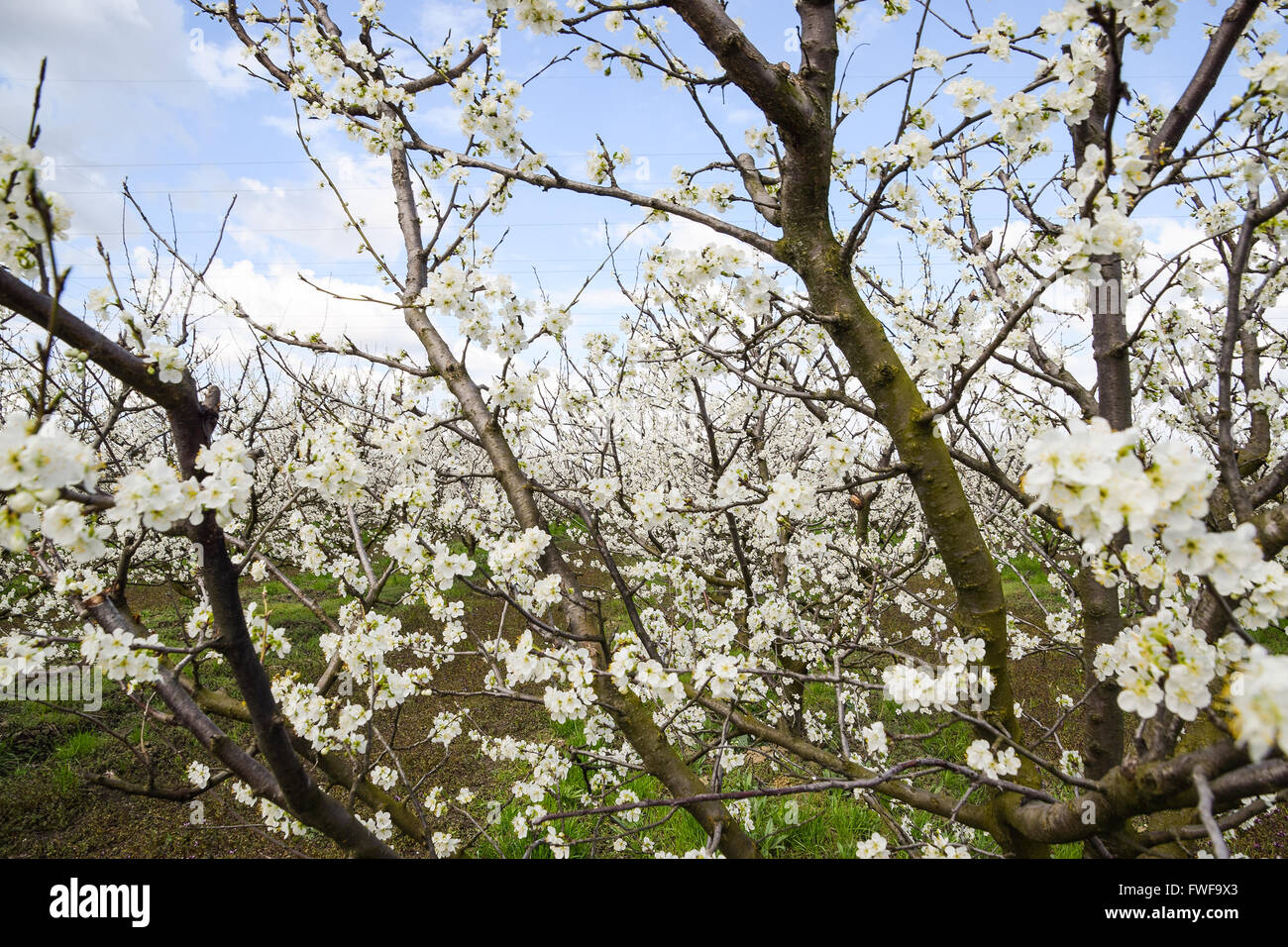 Flowering plum garden Stock Photo - Alamy