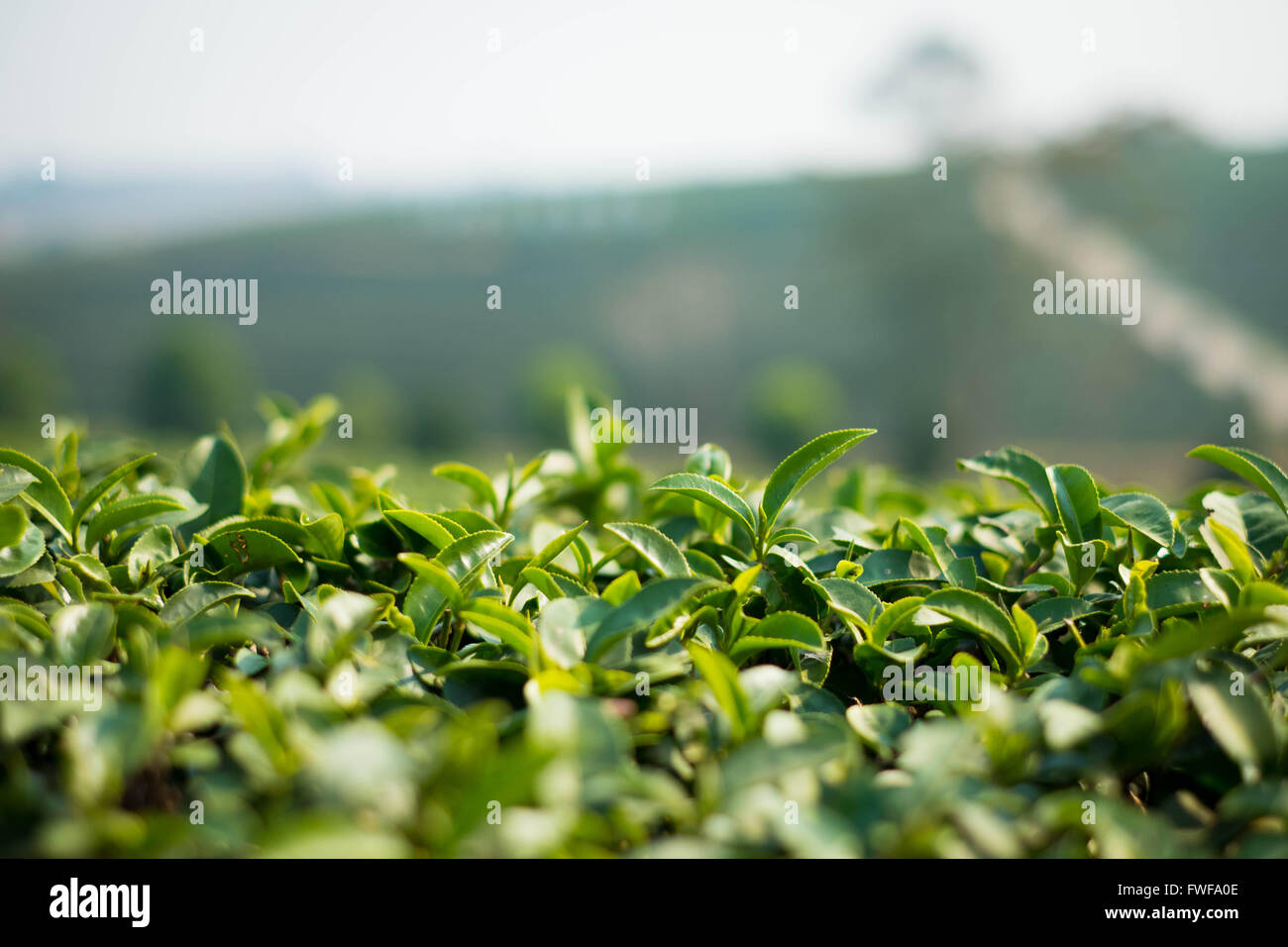 Green tea leaf hi-res stock photography and images - Alamy