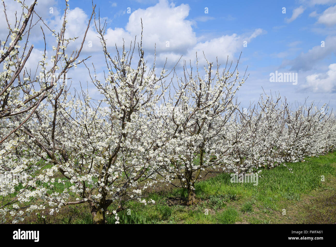 Flowering plum garden Stock Photo - Alamy