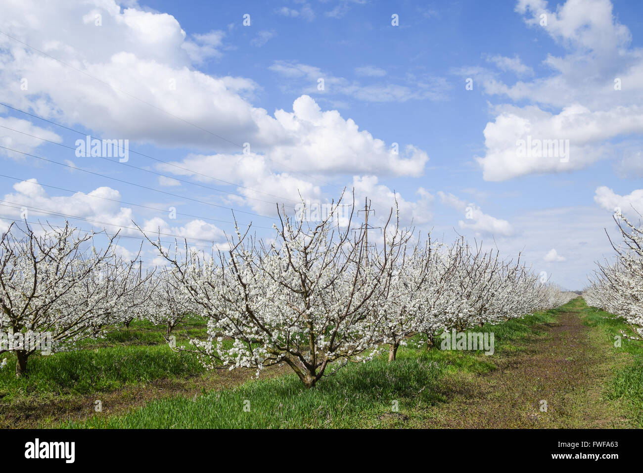 Flowering plum garden Stock Photo - Alamy