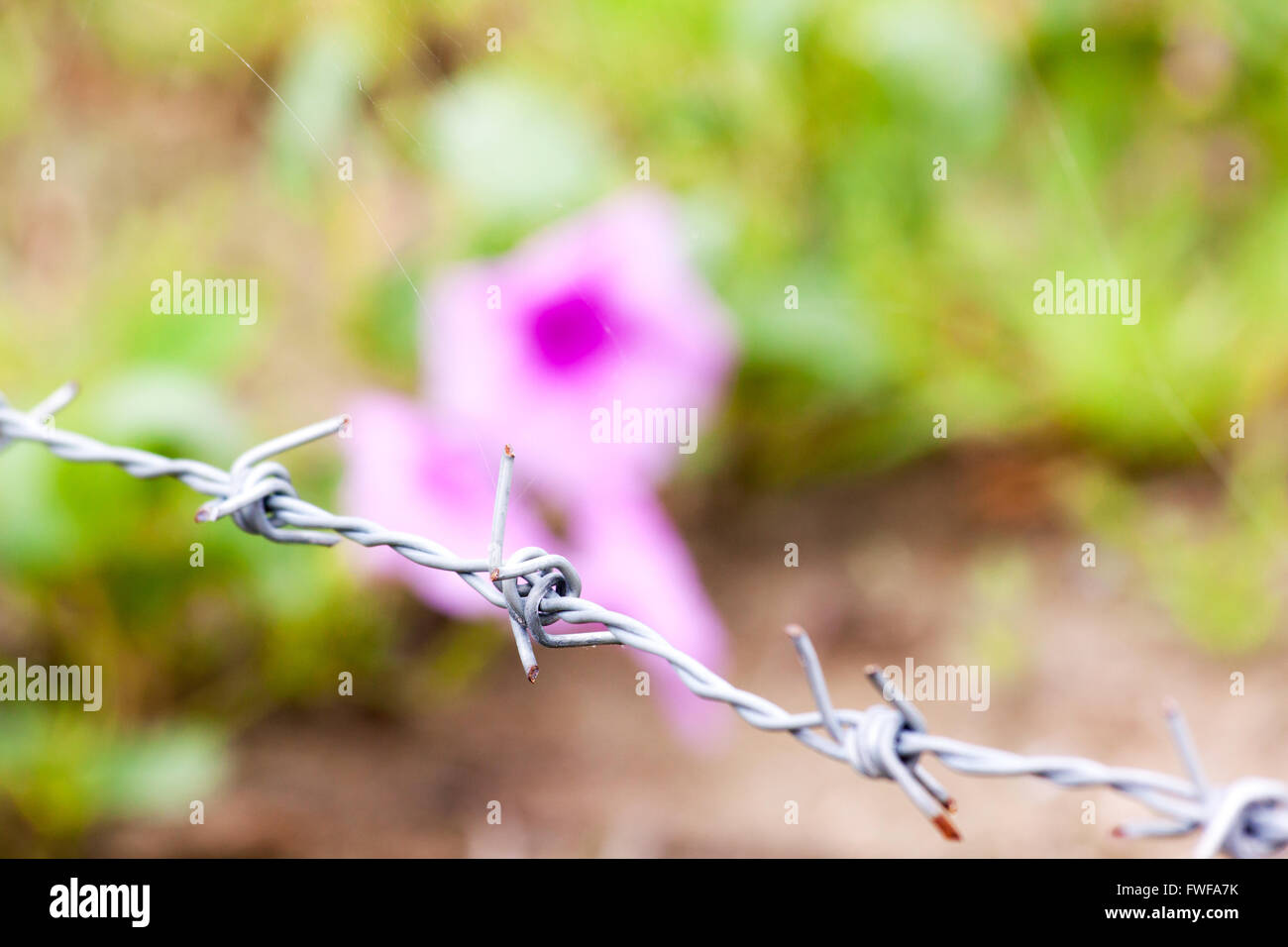 Barb wire before the green field Stock Photo - Alamy