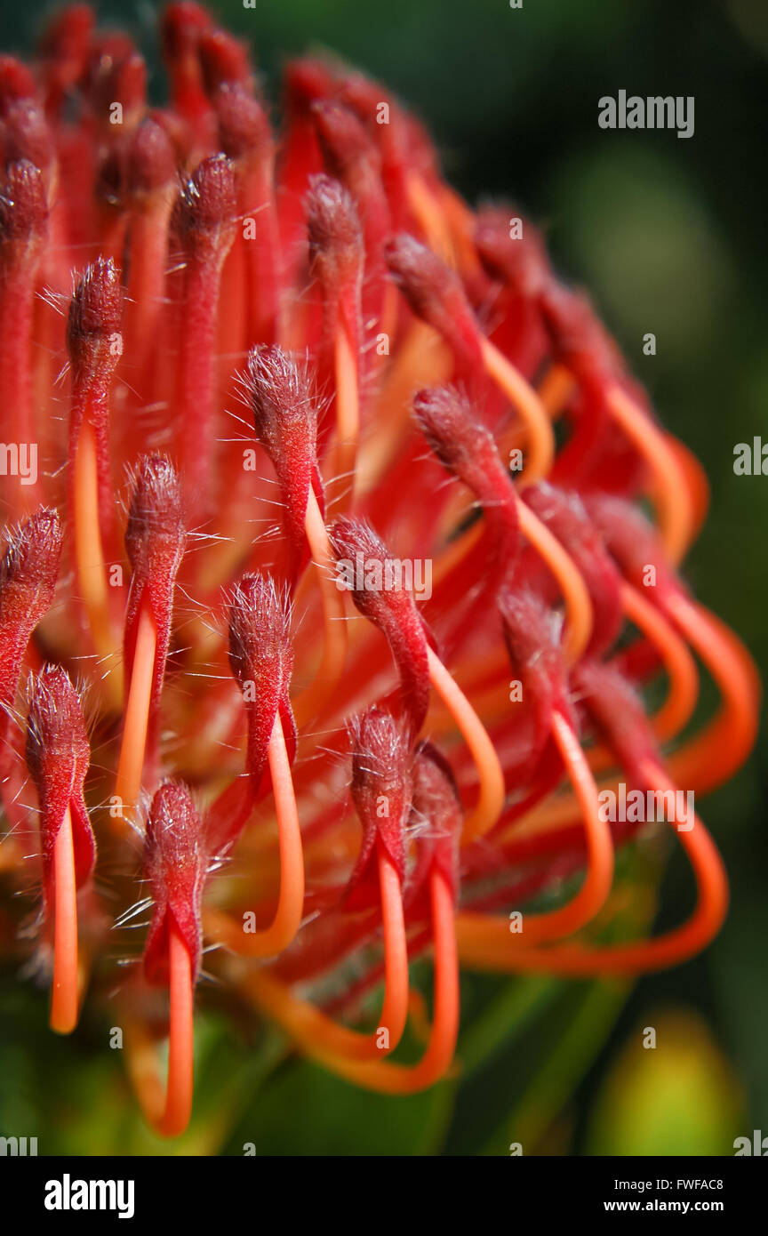 Leucospermum flower hi-res stock photography and images - Alamy