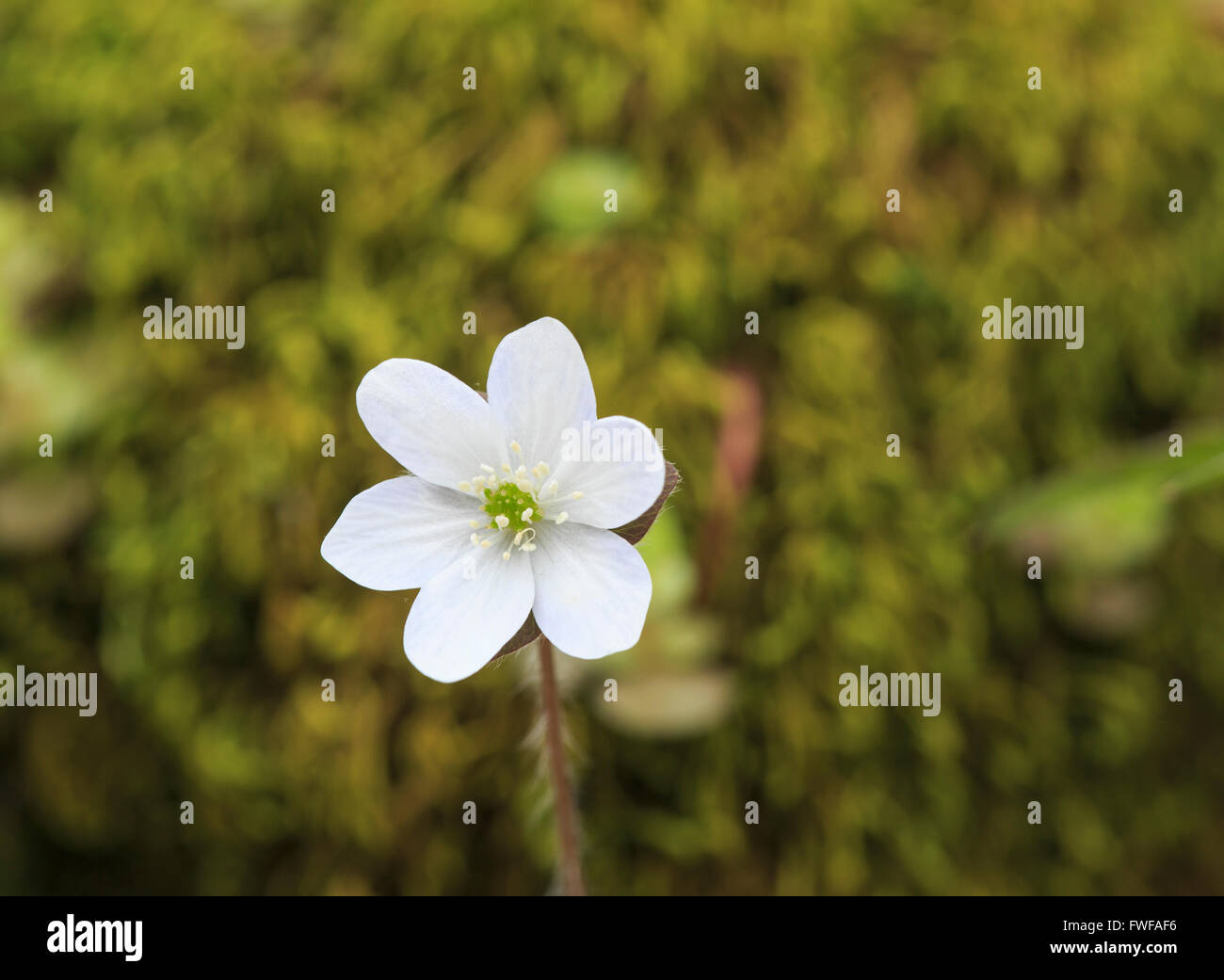 Round-lobed Hepatica flower (Hepatica mobilis Stock Photo - Alamy