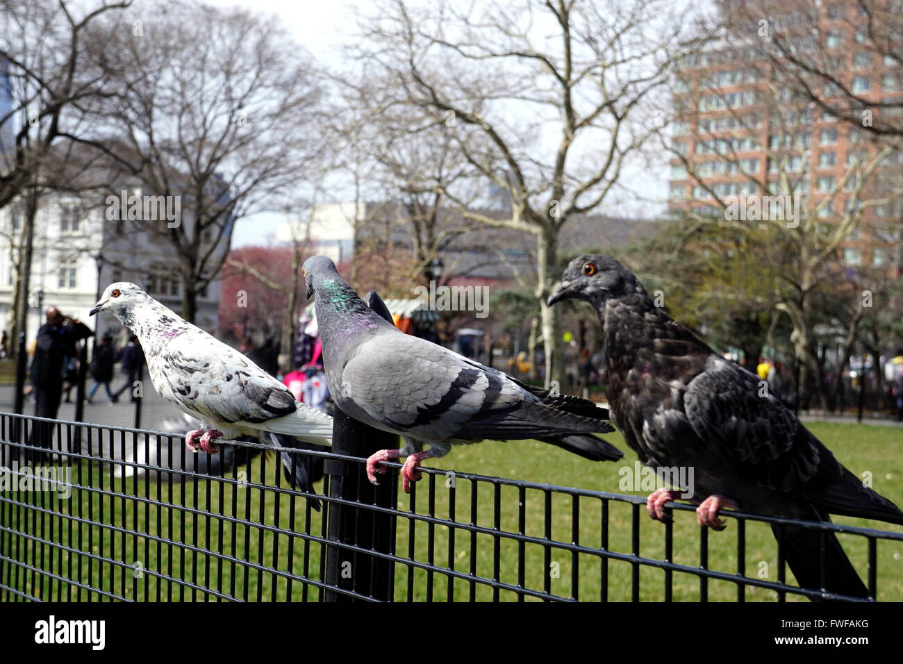 Birds (pigeons) at Battery Park, New York City, NY, USA Stock Photo - Alamy