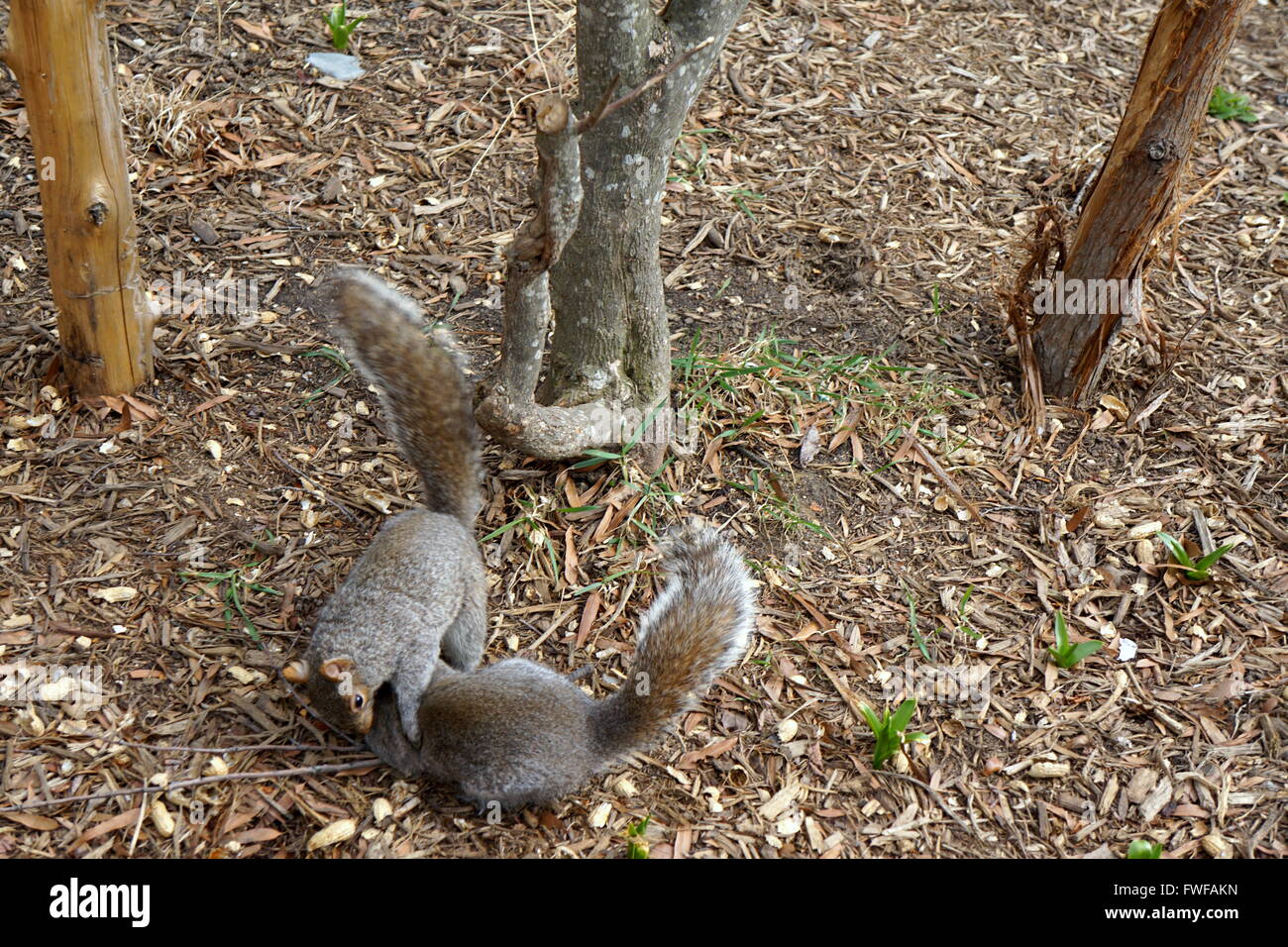 Grey squirrels playing hi-res stock photography and images - Alamy