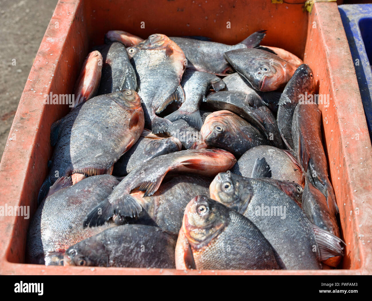 Burmese seafood hi-res stock photography and images - Alamy