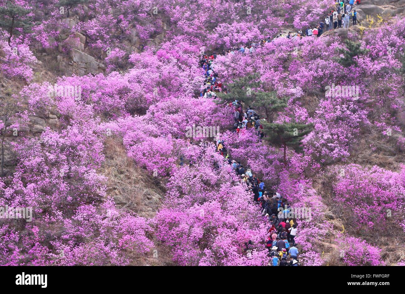Qingdao, China. 5th April, 2016. Tourists view azalea blossoms on the ...