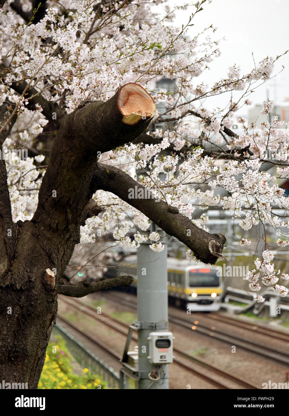 Tokyo, Japan. 5th Apr, 2016. Train speeds under the embankment with ...