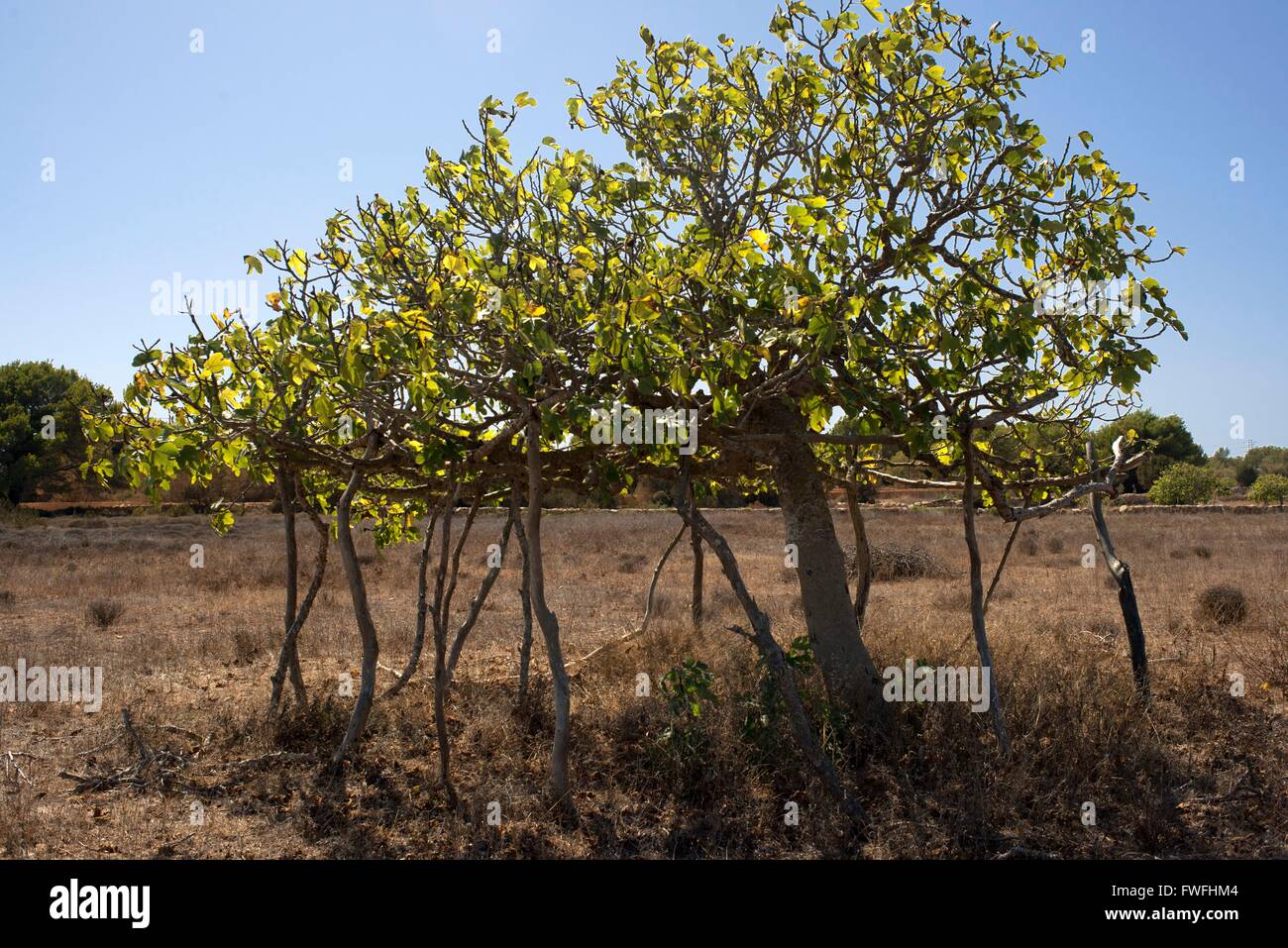 Fig Tree In Formentera Island Mediterranean Pityuses High Resolution ...