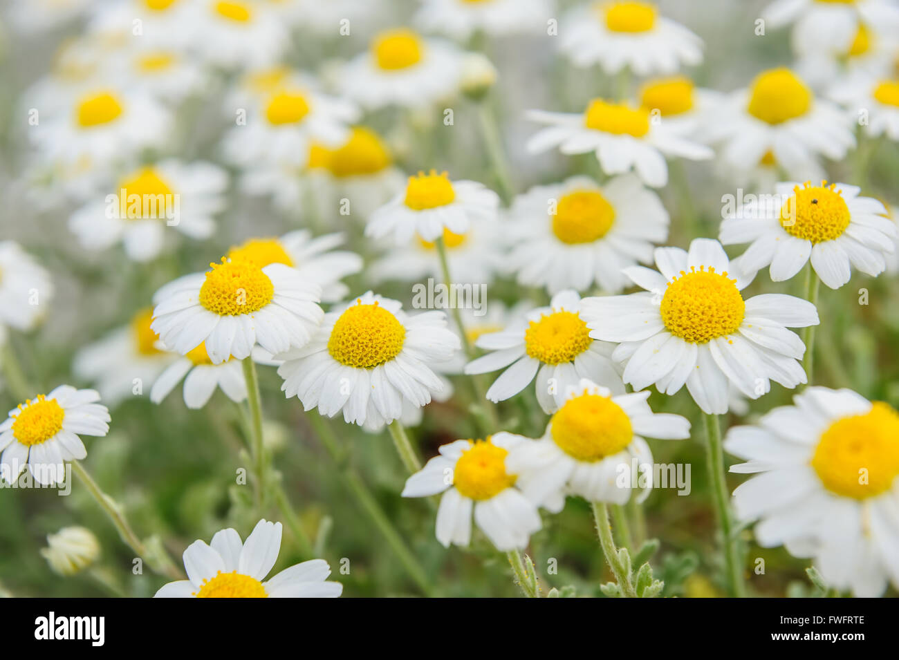 How to grow chamomile hi-res stock photography and images - Alamy