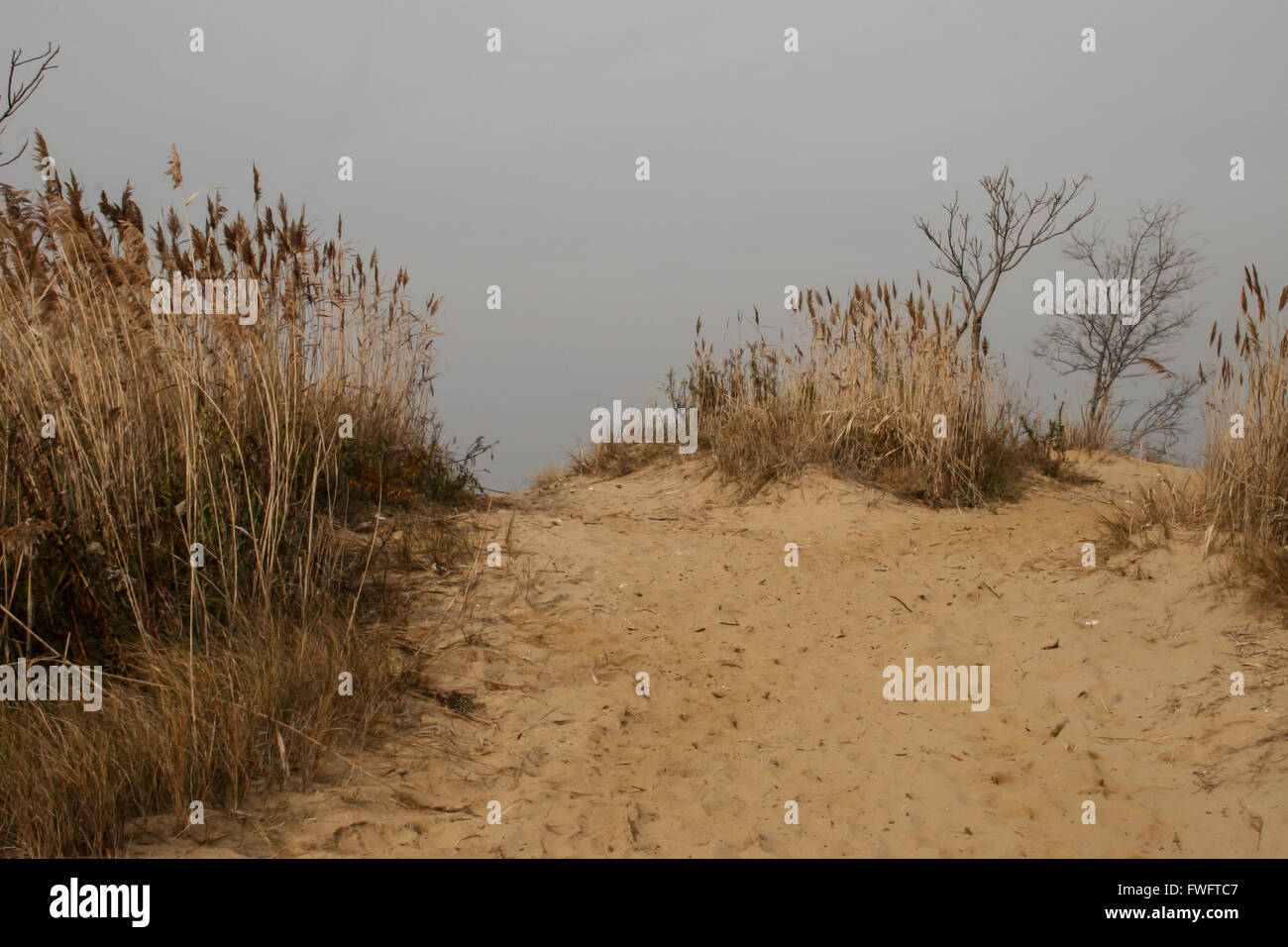 Path to the beach through the sand dunes Stock Photo - Alamy