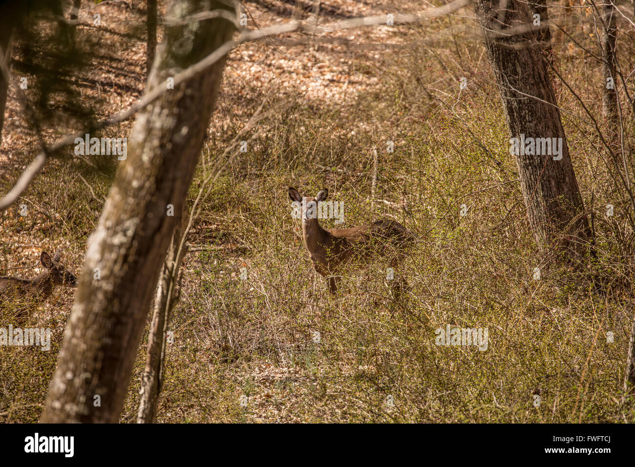 Stokes state park hi-res stock photography and images - Alamy