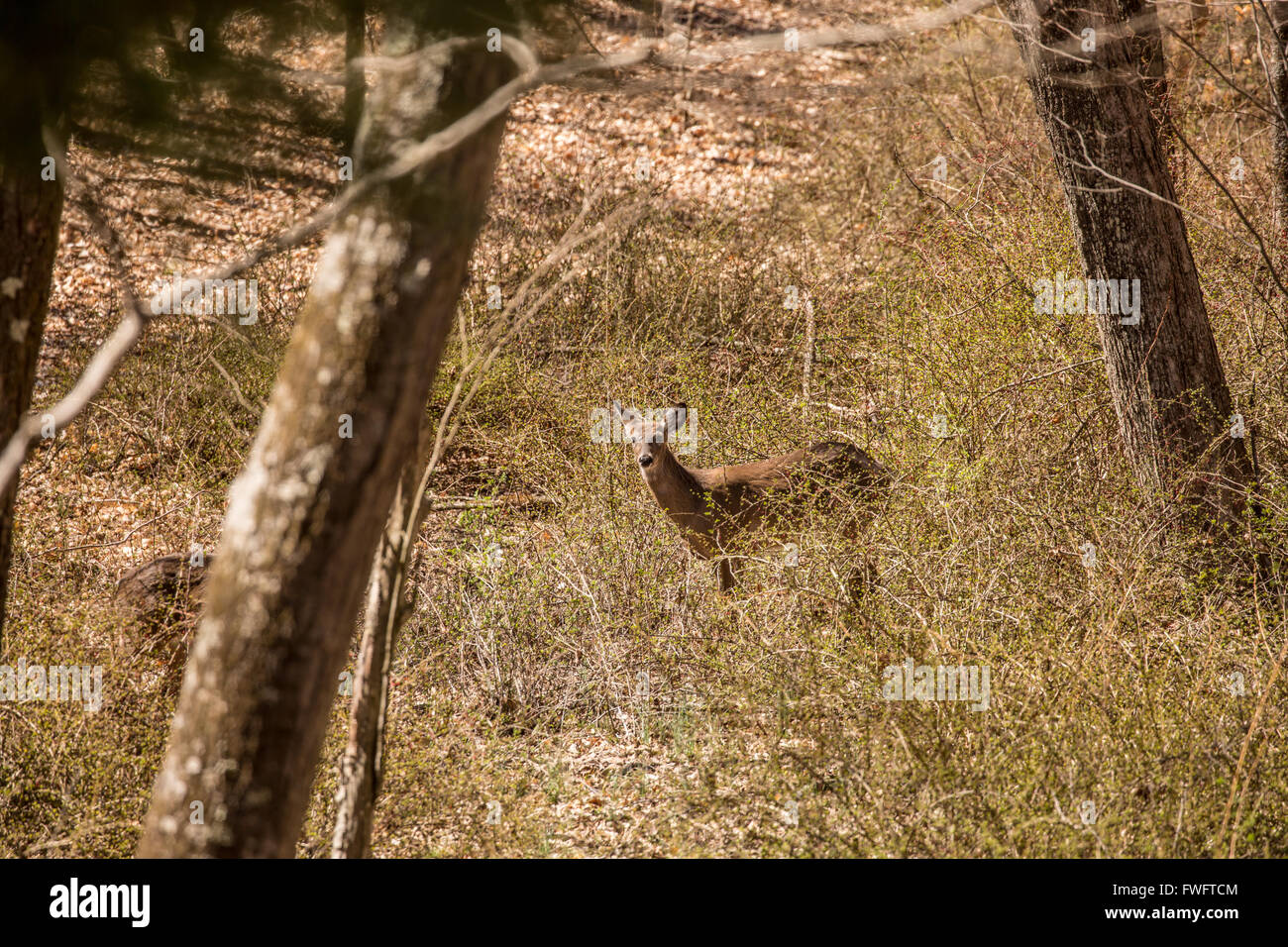 Stokes forest hi-res stock photography and images - Alamy