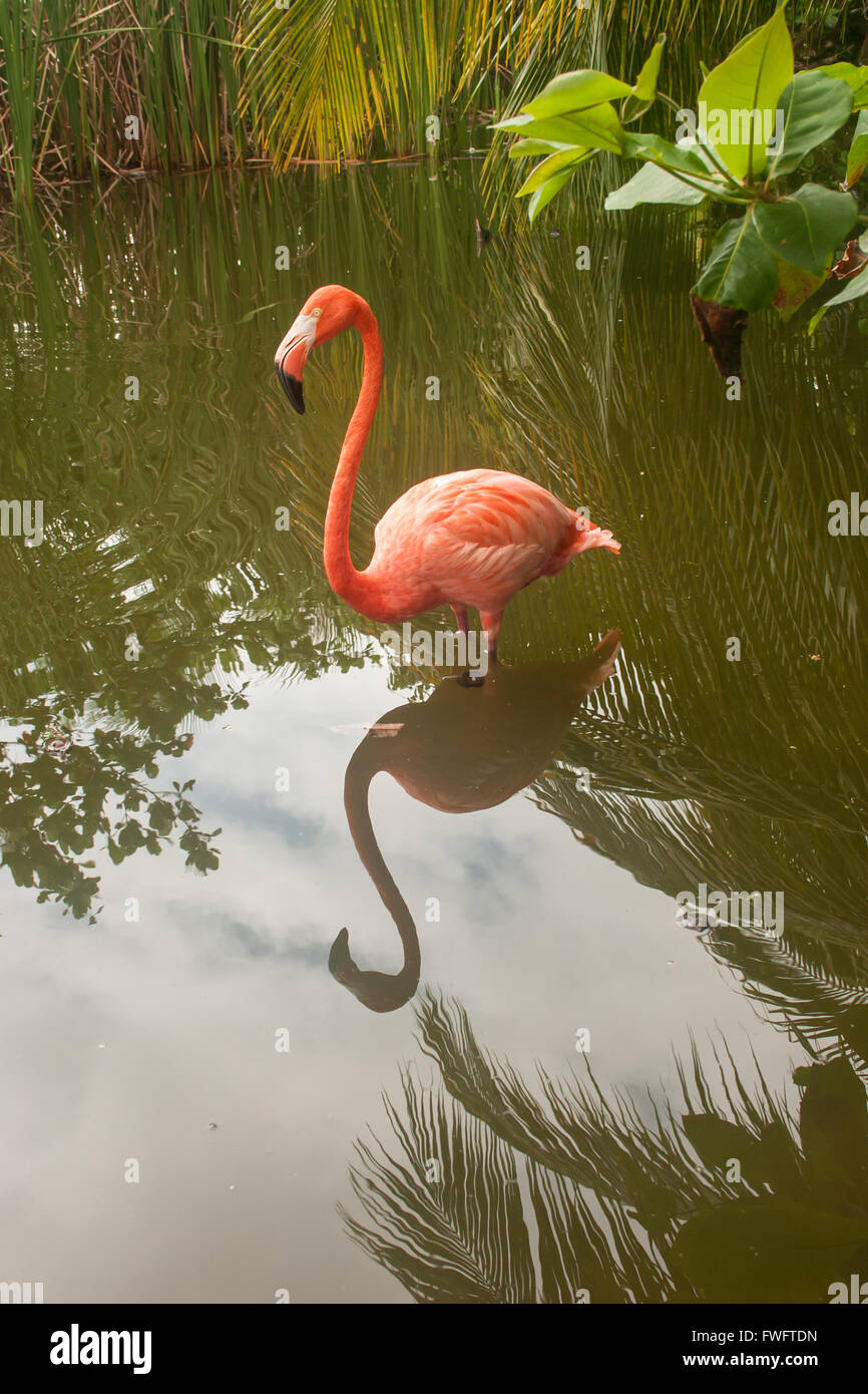 Flamingo with reflections in a marsh Stock Photo - Alamy