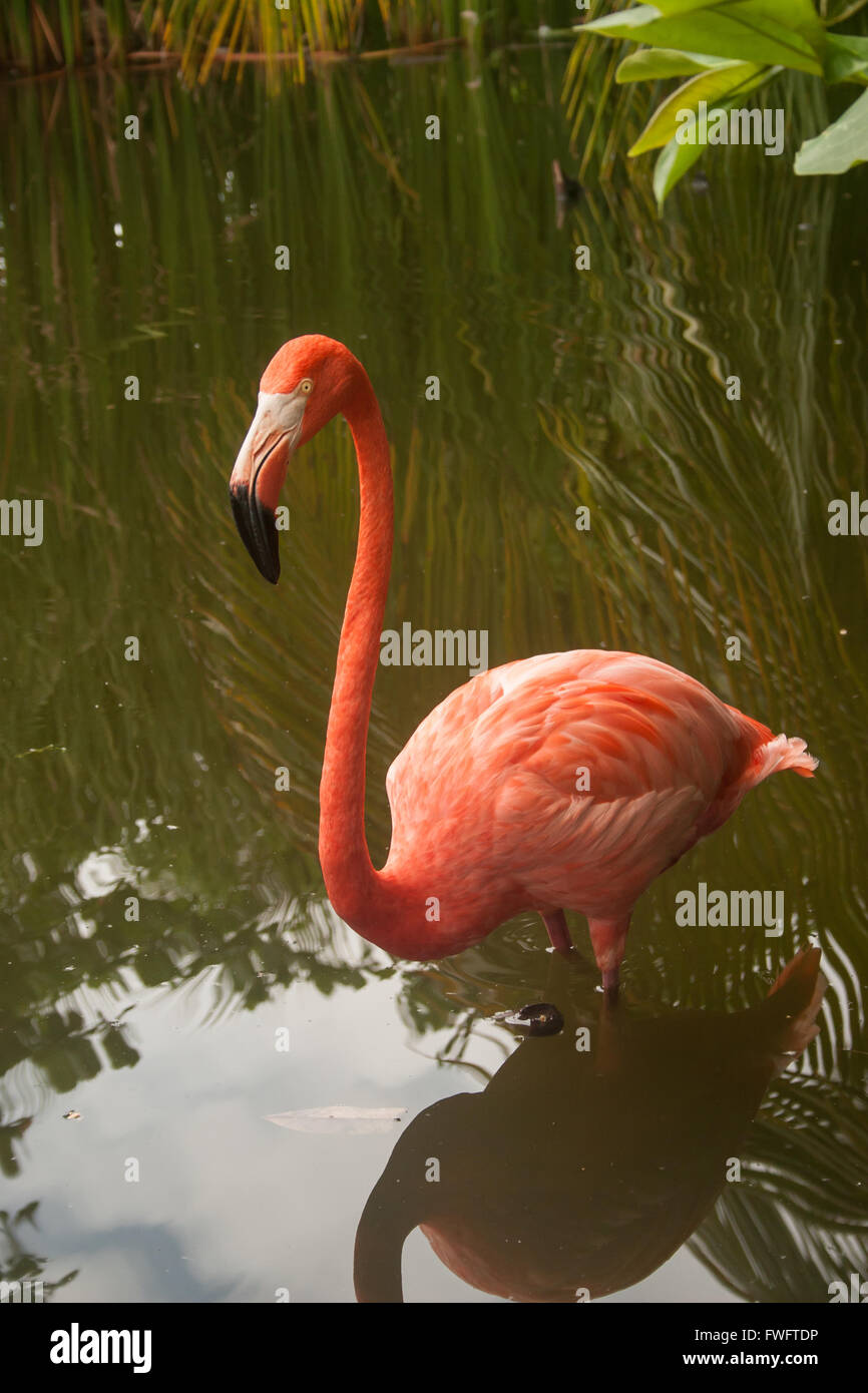 Flamingo with reflections in a marsh Stock Photo - Alamy