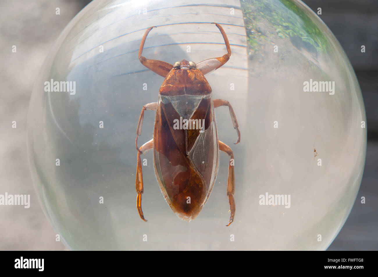 Giant water bug hi-res stock photography and images - Alamy