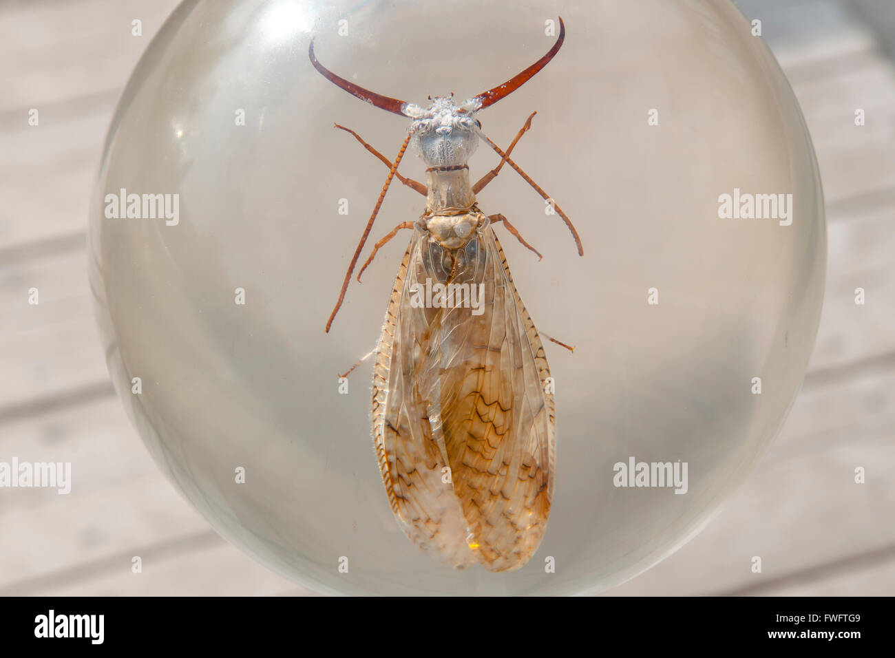 Megaloptera hi-res stock photography and images - Alamy