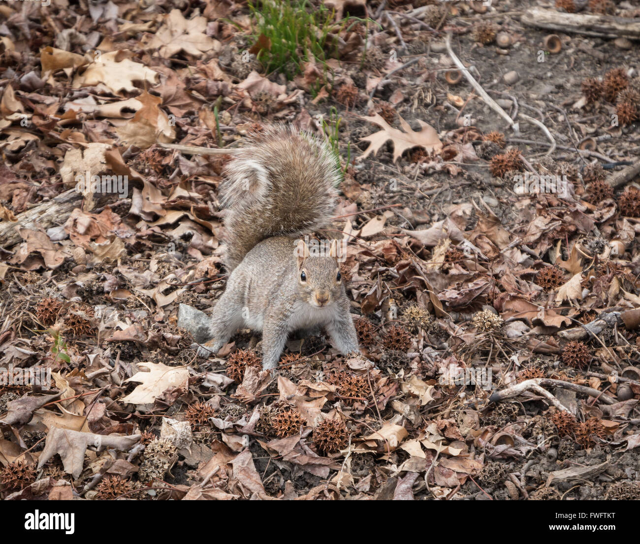 Dead gray squirrel hi-res stock photography and images - Alamy