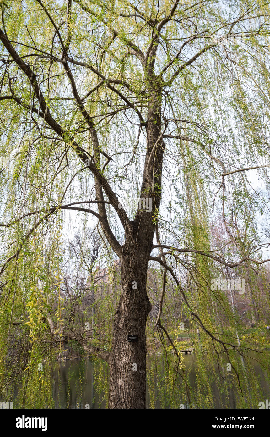 Weeping willow hi-res stock photography and images - Alamy