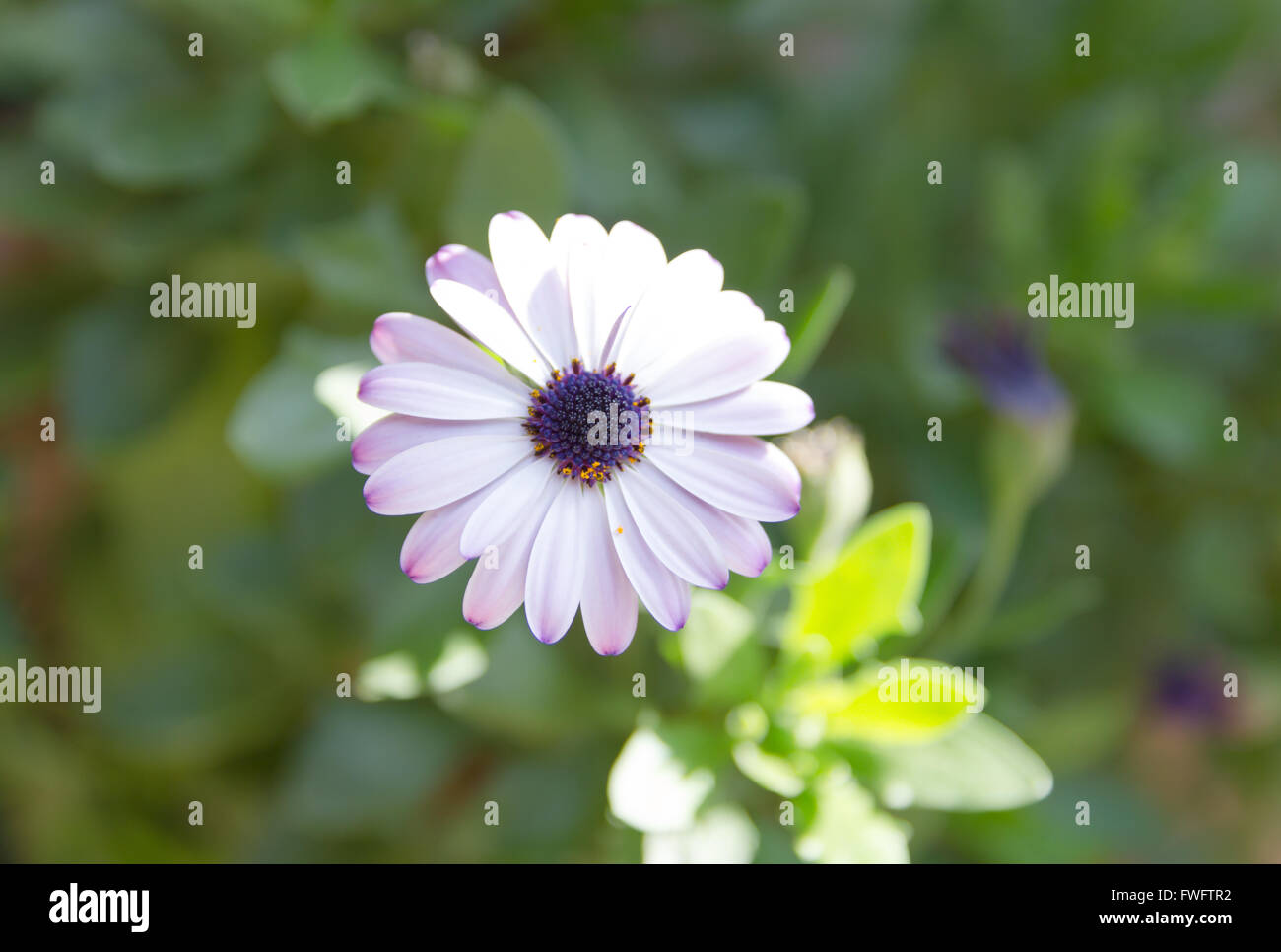 African daisy close up view with blurred background Stock Photo - Alamy