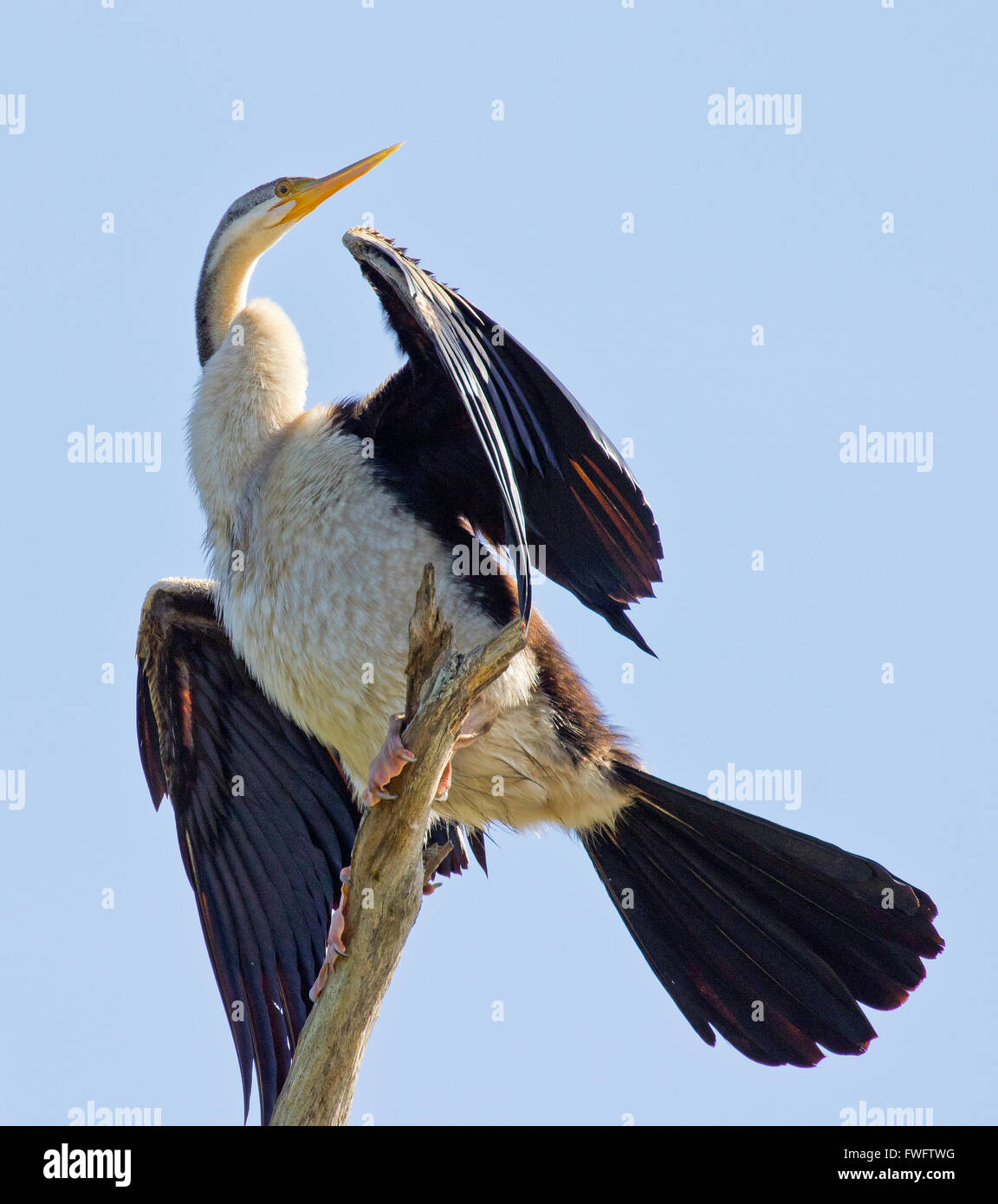 Snakebird Australian Darter Stock Photo - Alamy