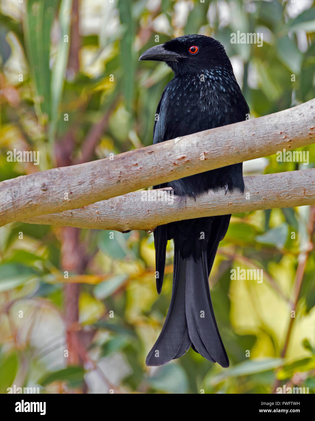 Drongo flying hi-res stock photography and images - Alamy