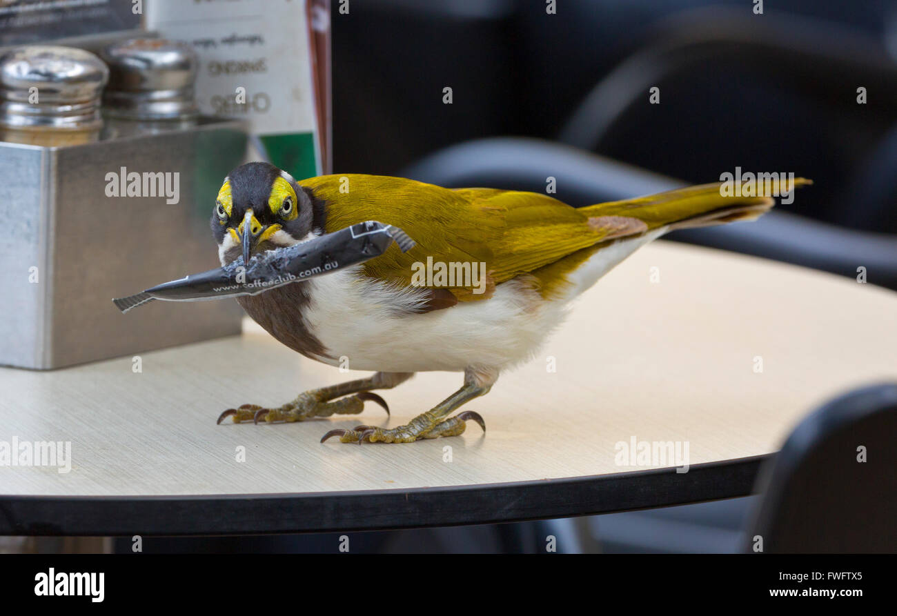 Birds of Australia - Birds photographed within Australia both wild and ...