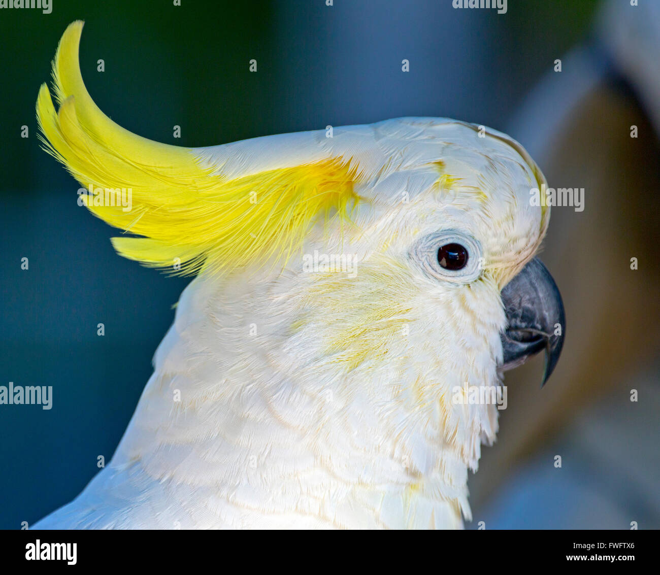 sulphur crested cockatoo Stock Photo - Alamy