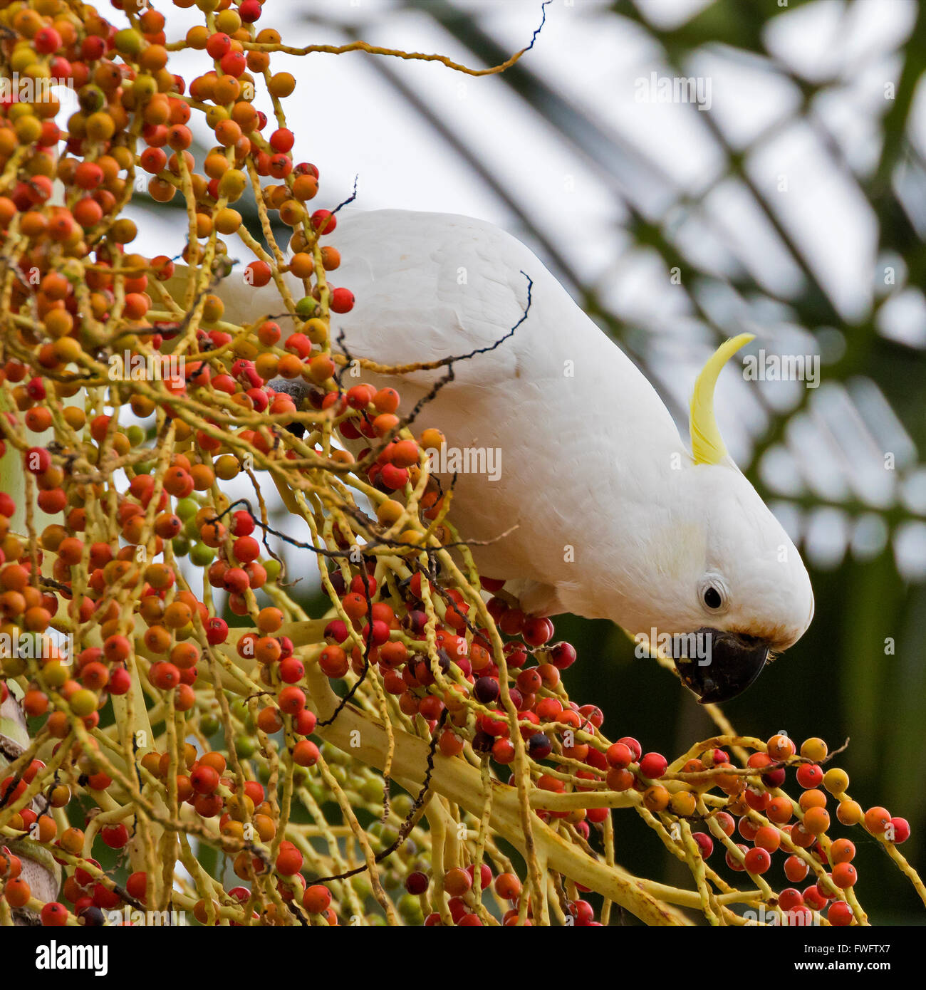 sulphur crested cockatoo Stock Photo - Alamy