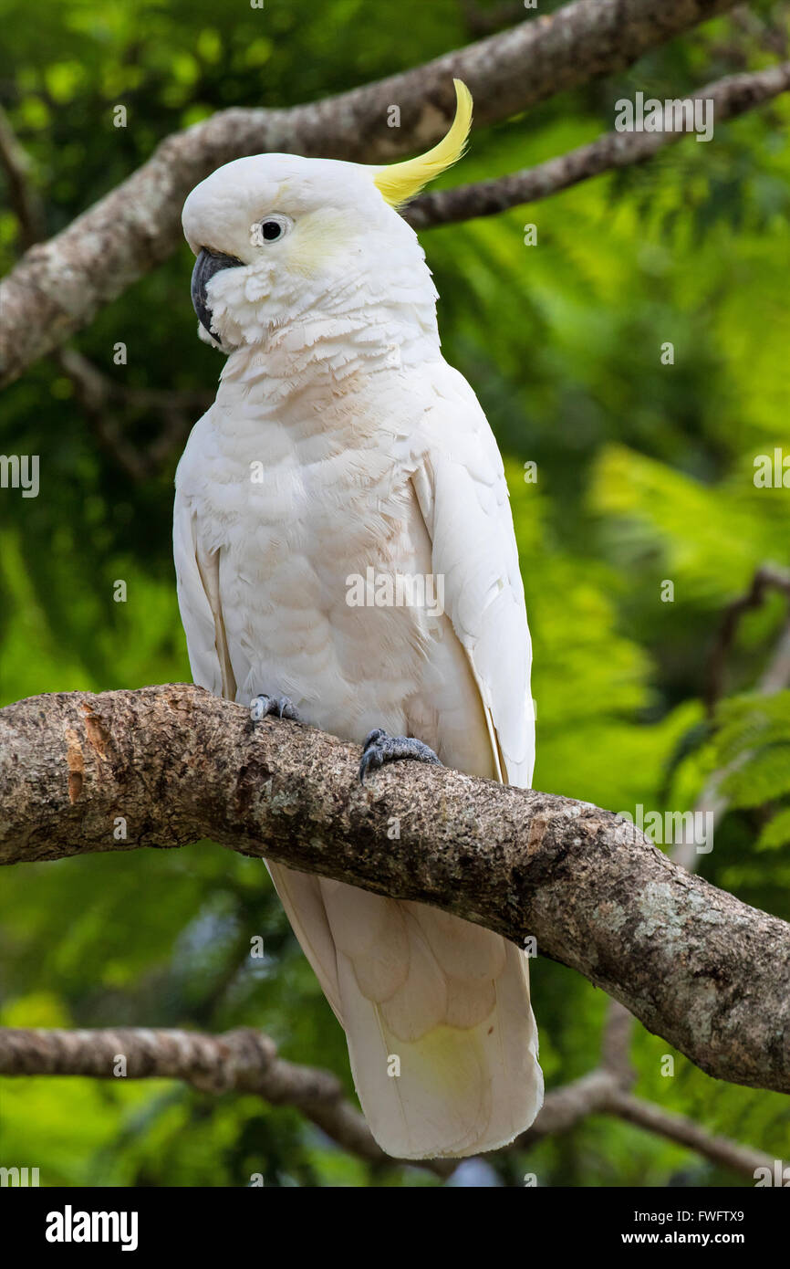 Sulphur crested cockatoo flying hi-res stock photography and images - Alamy