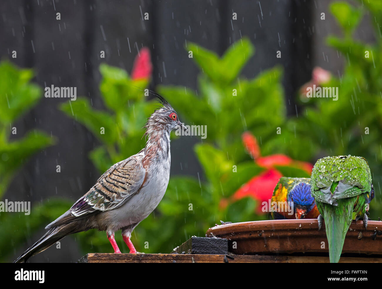Birds of Australia - Birds photographed within Australia both wild and ...