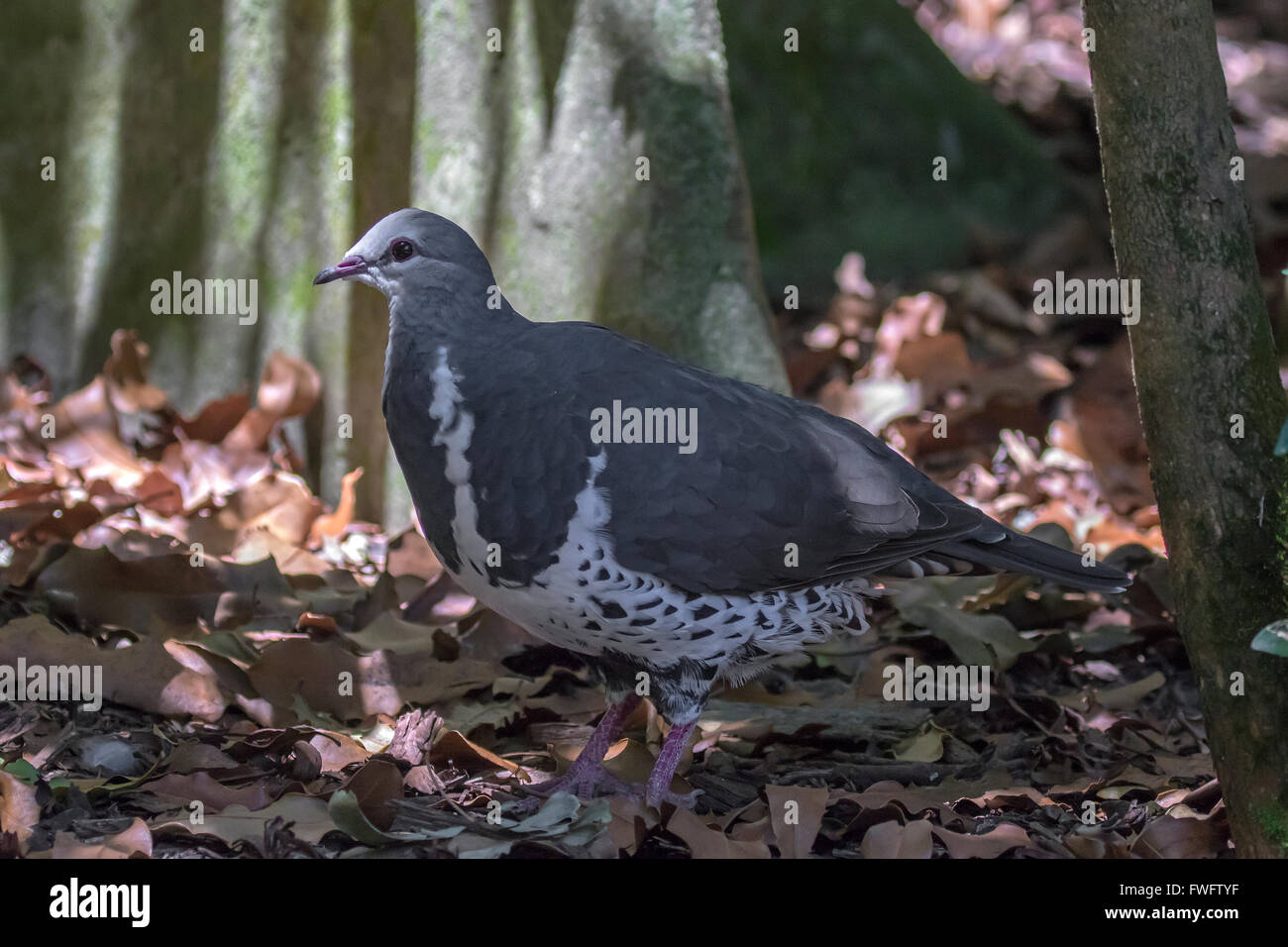 Wonga pigeon australia hi-res stock photography and images - Alamy