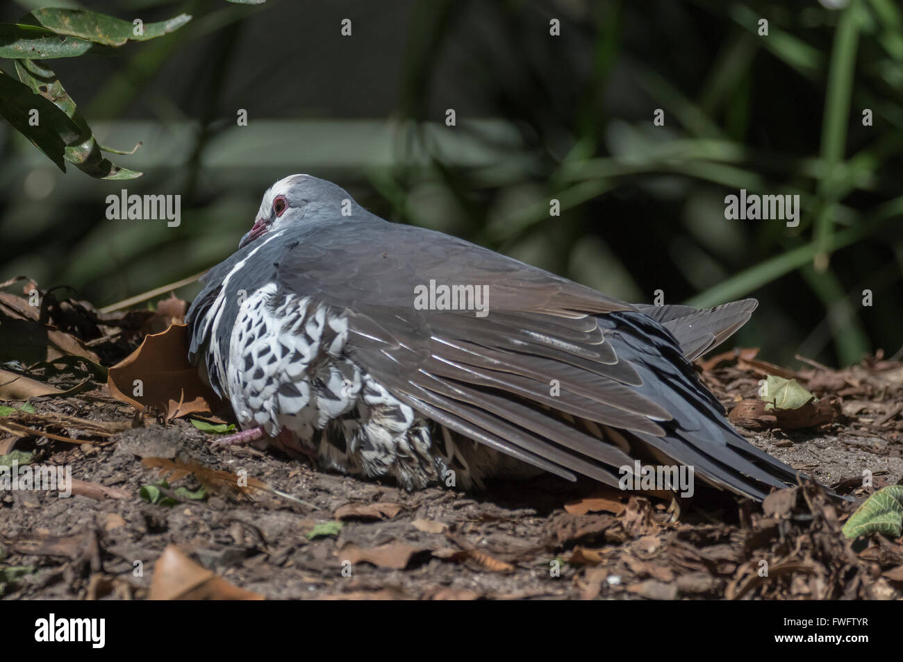 Wonga pigeon australia hi-res stock photography and images - Alamy